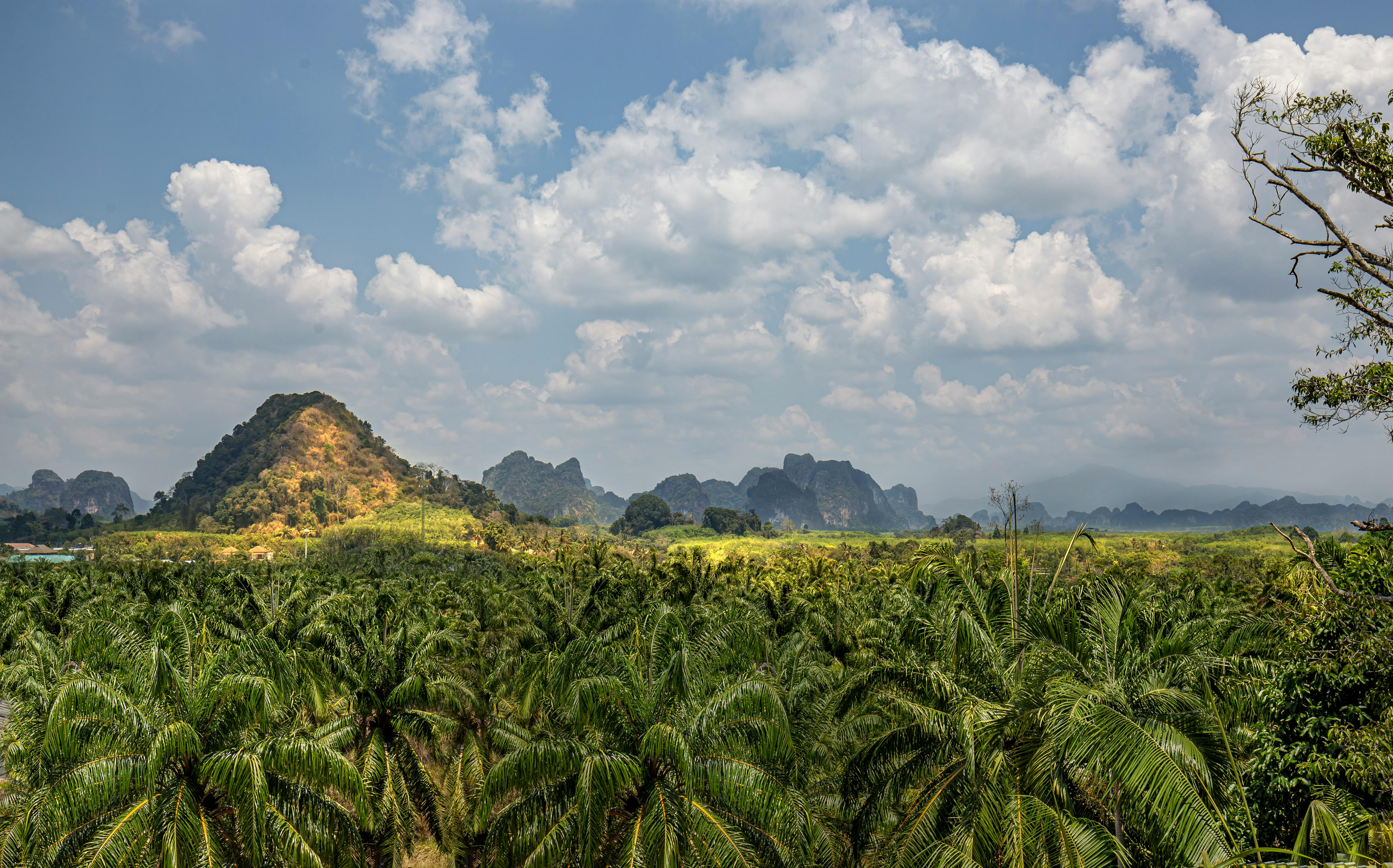 Palm Trees Near the Green Mountains · Free Stock Photo