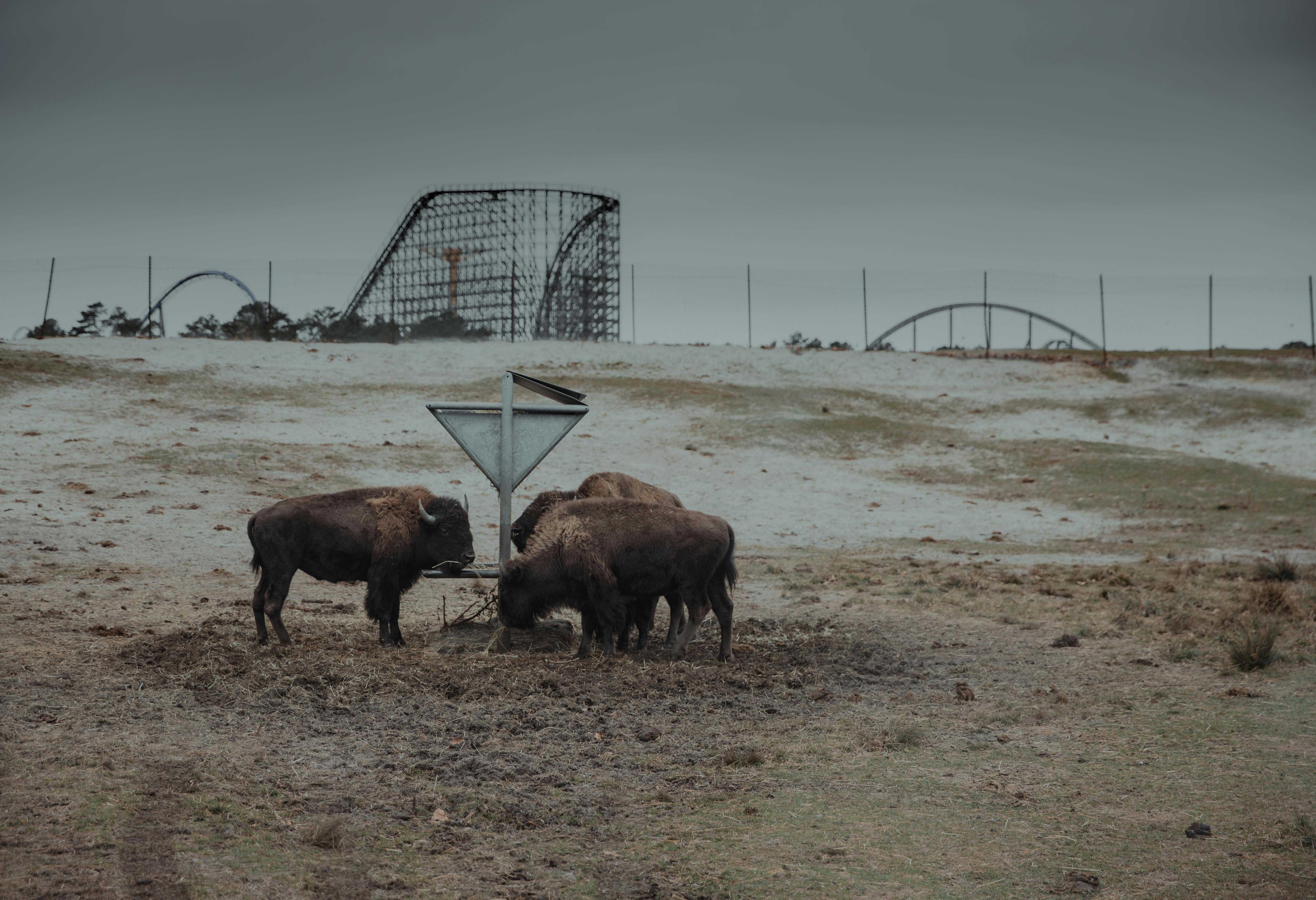 Herd on bisons on pasture · Free Stock Photo