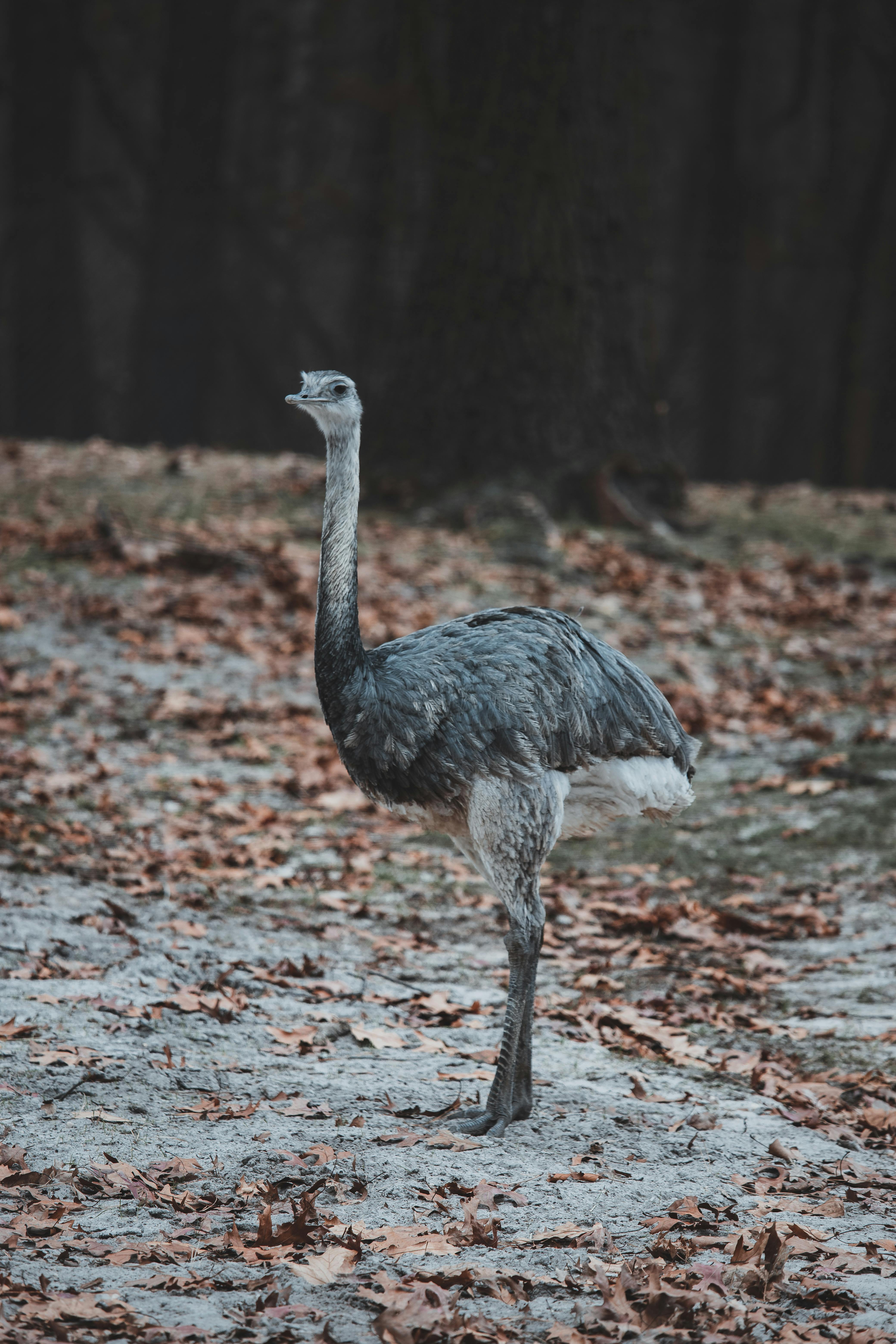 Ostrich standing on ground with leaves in autumn · Free Stock Photo