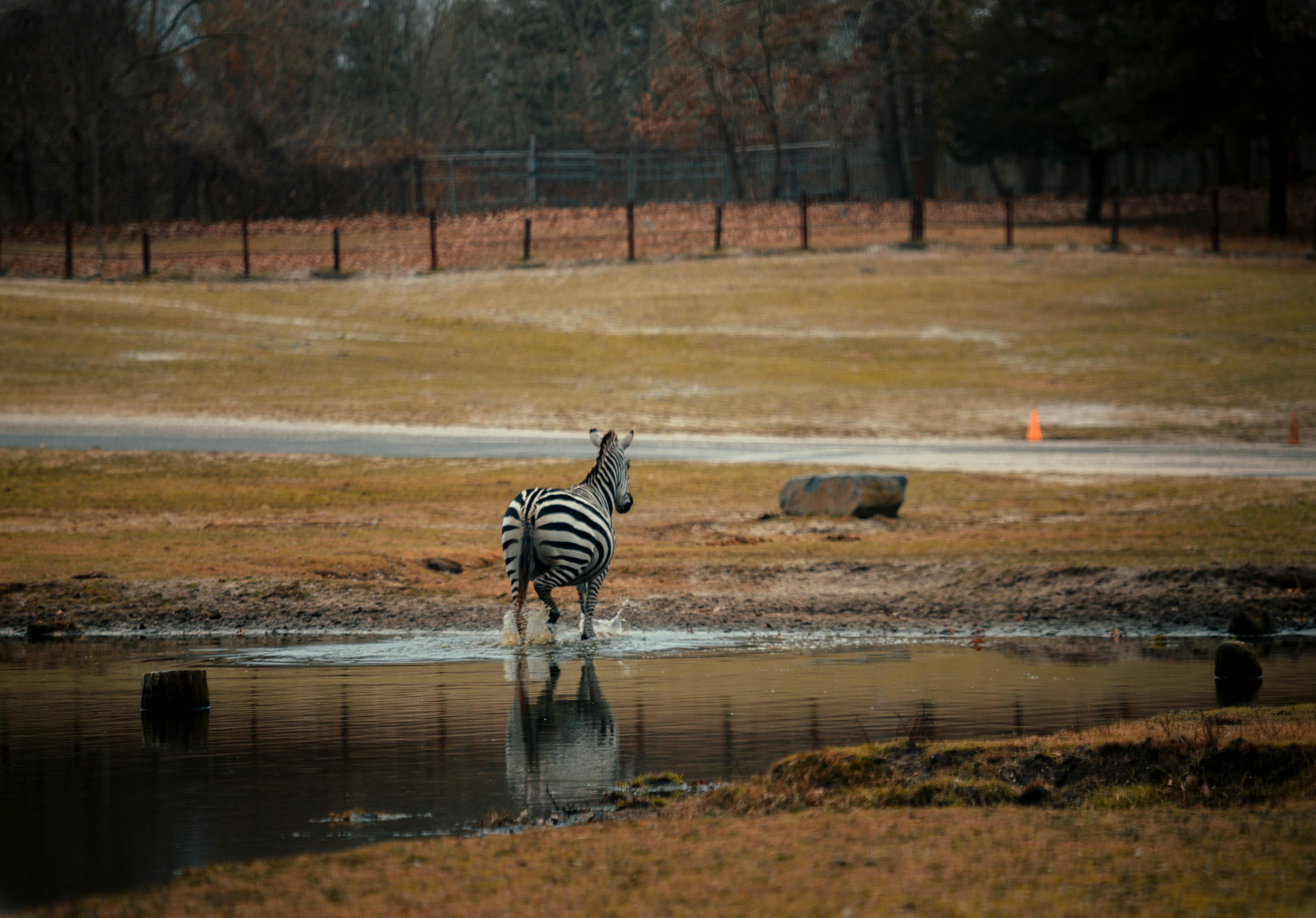 Zebras on Zebra · Free Stock Photo
