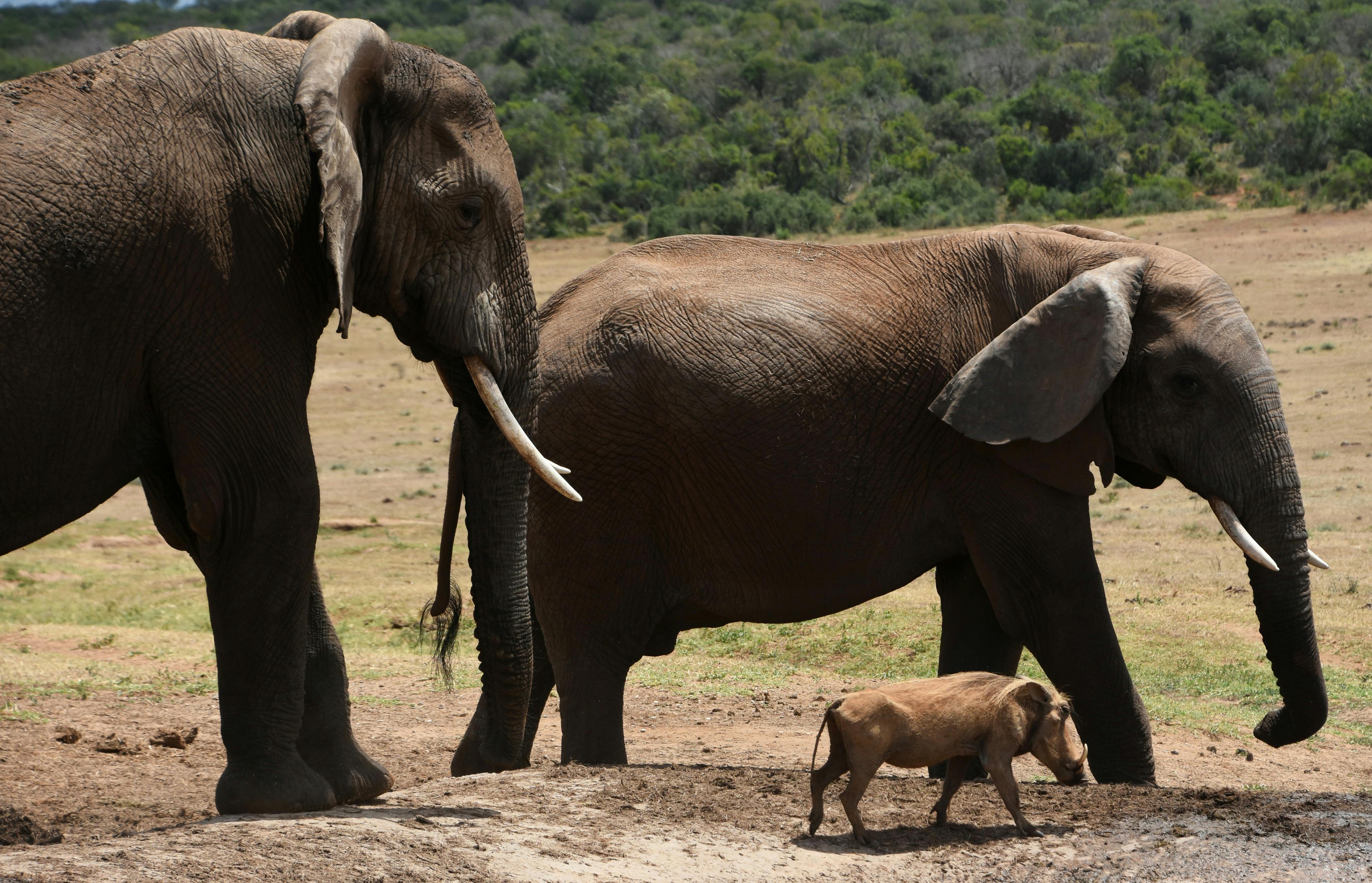 Brown Elephants Walking on Brown Soil · Free Stock Photo