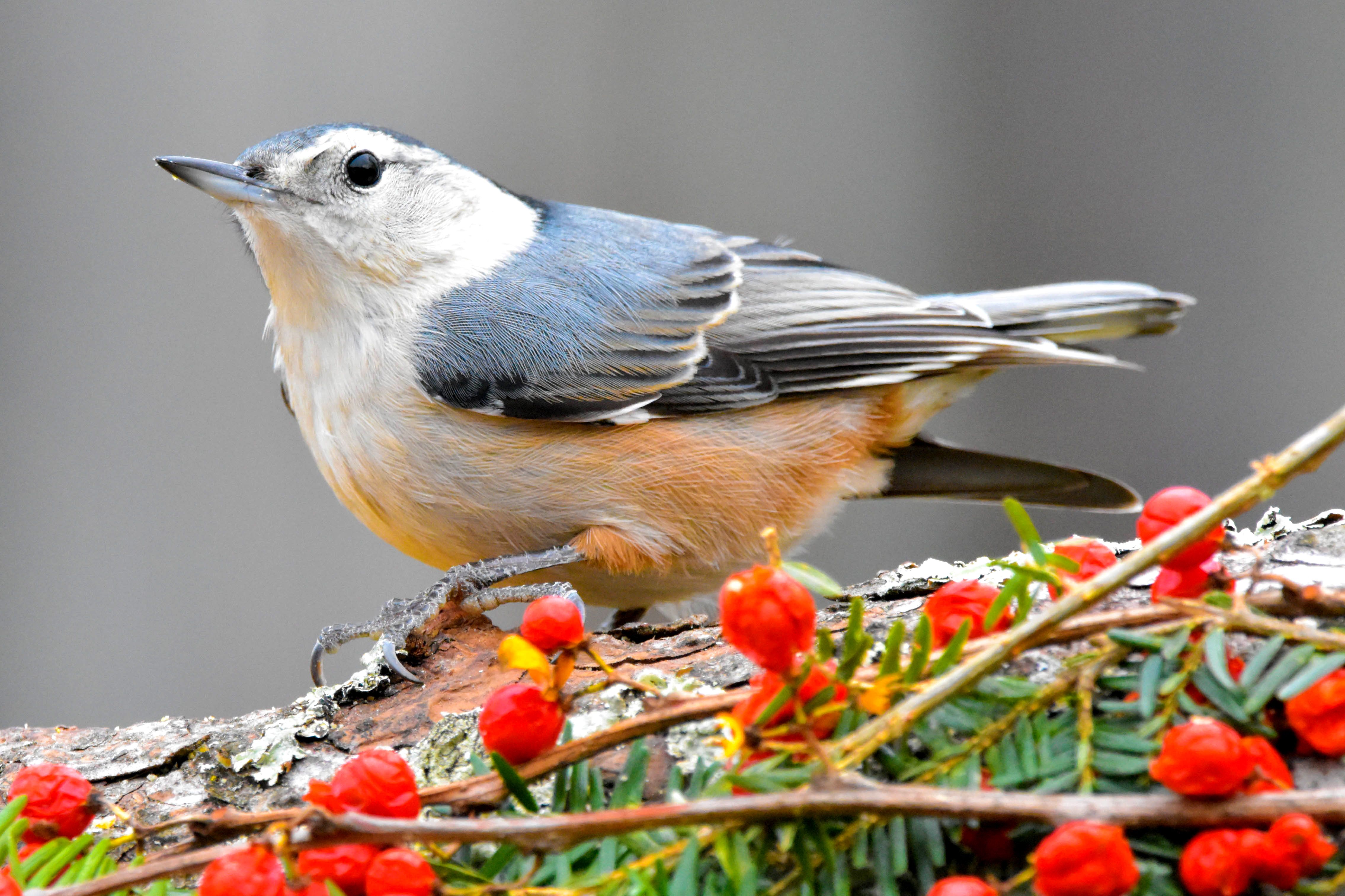 White-breasted Nuthatch · Free Stock Photo