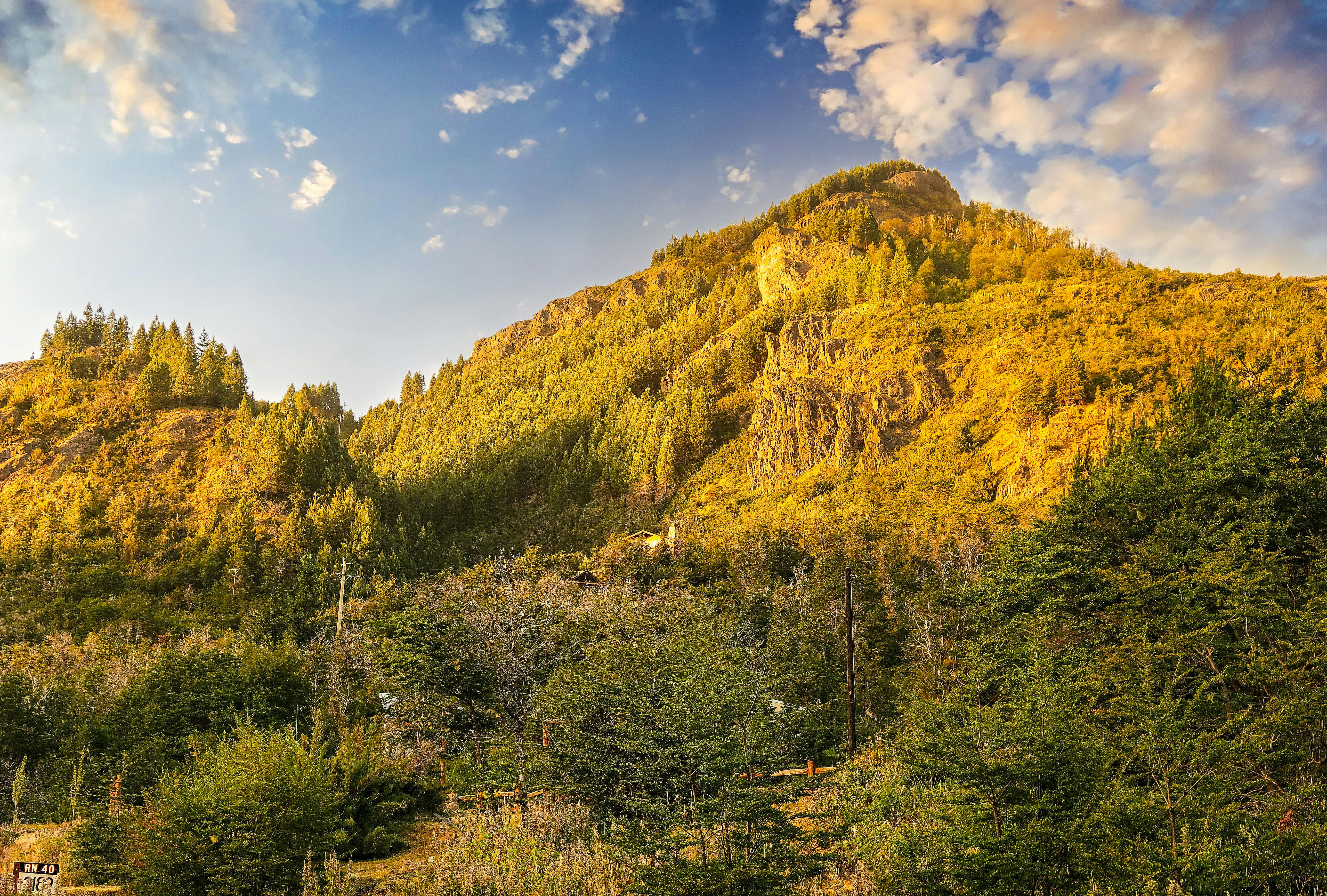Green Trees on Mountain · Free Stock Photo
