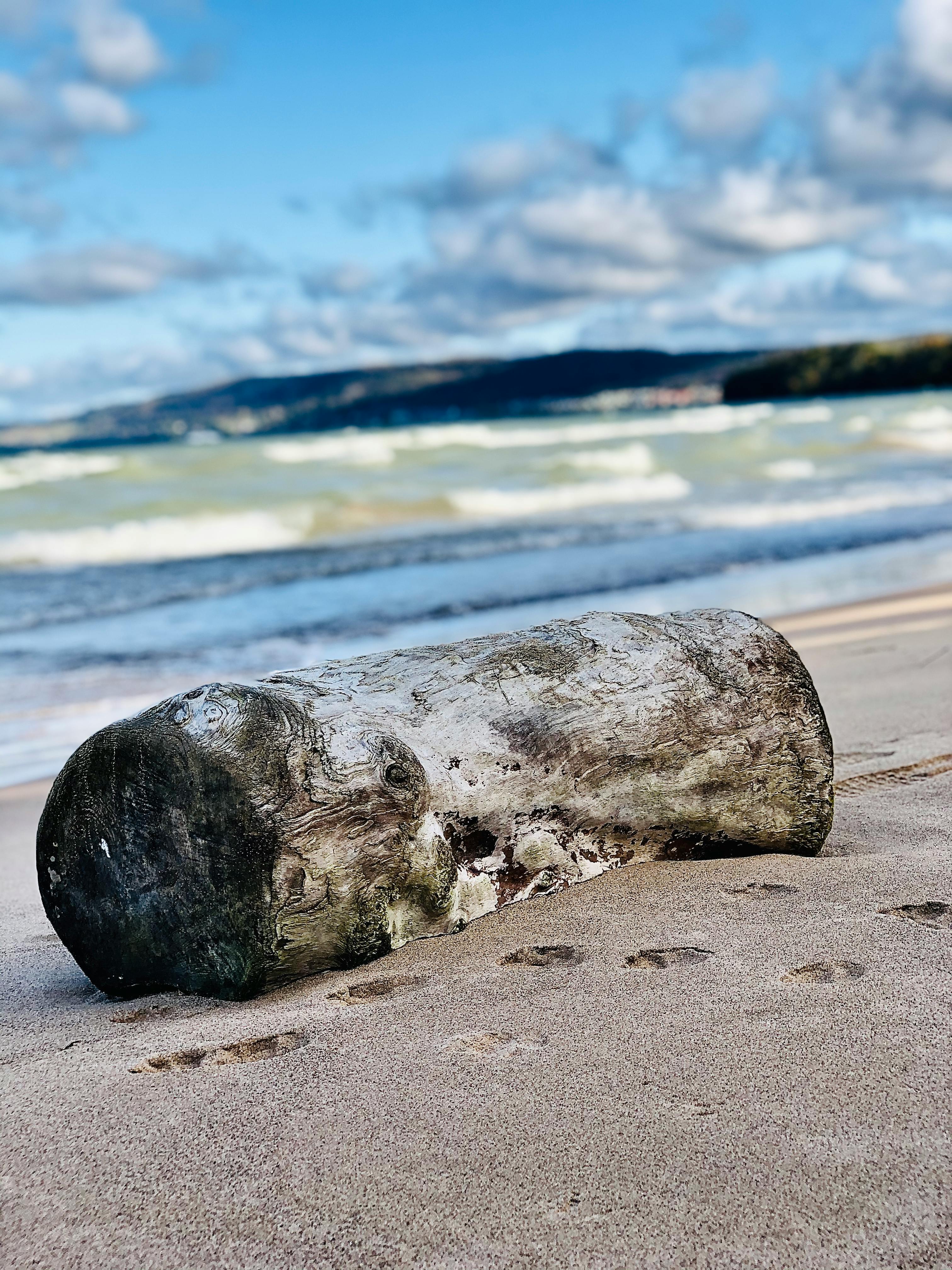 Tree Log on Shore · Free Stock Photo