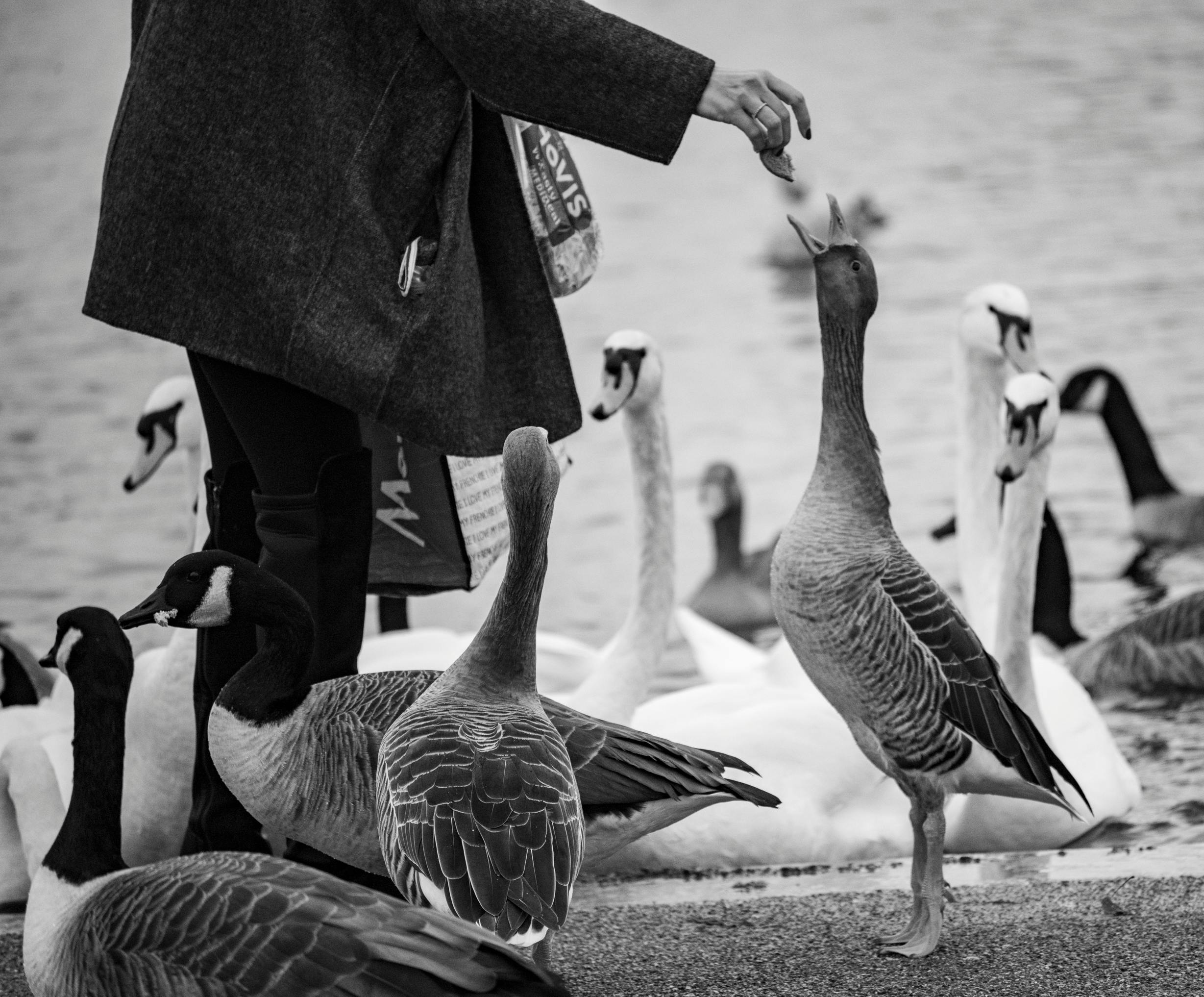 Person Feeding a Goose · Free Stock Photo
