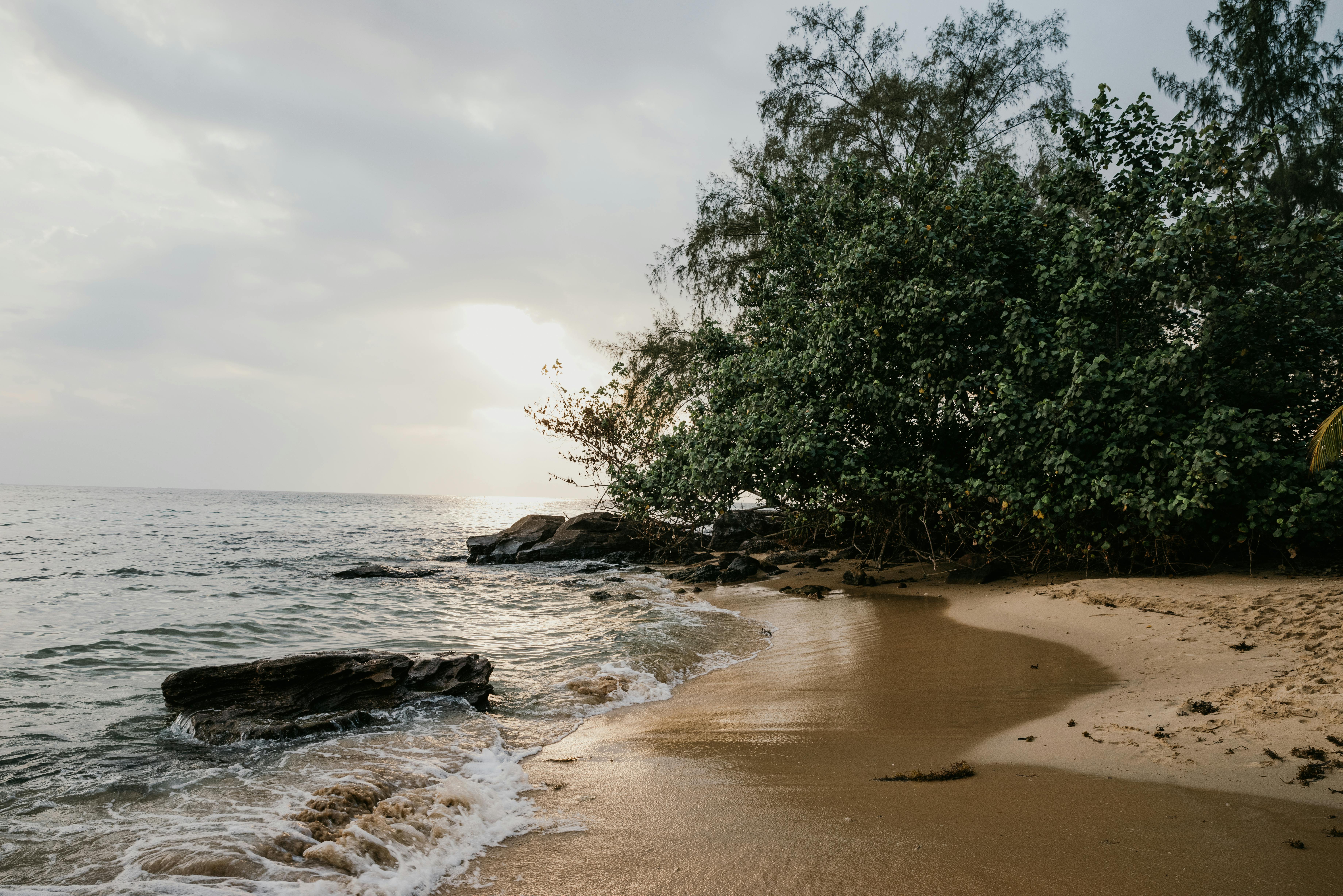 Two Coconut Trees · Free Stock Photo
