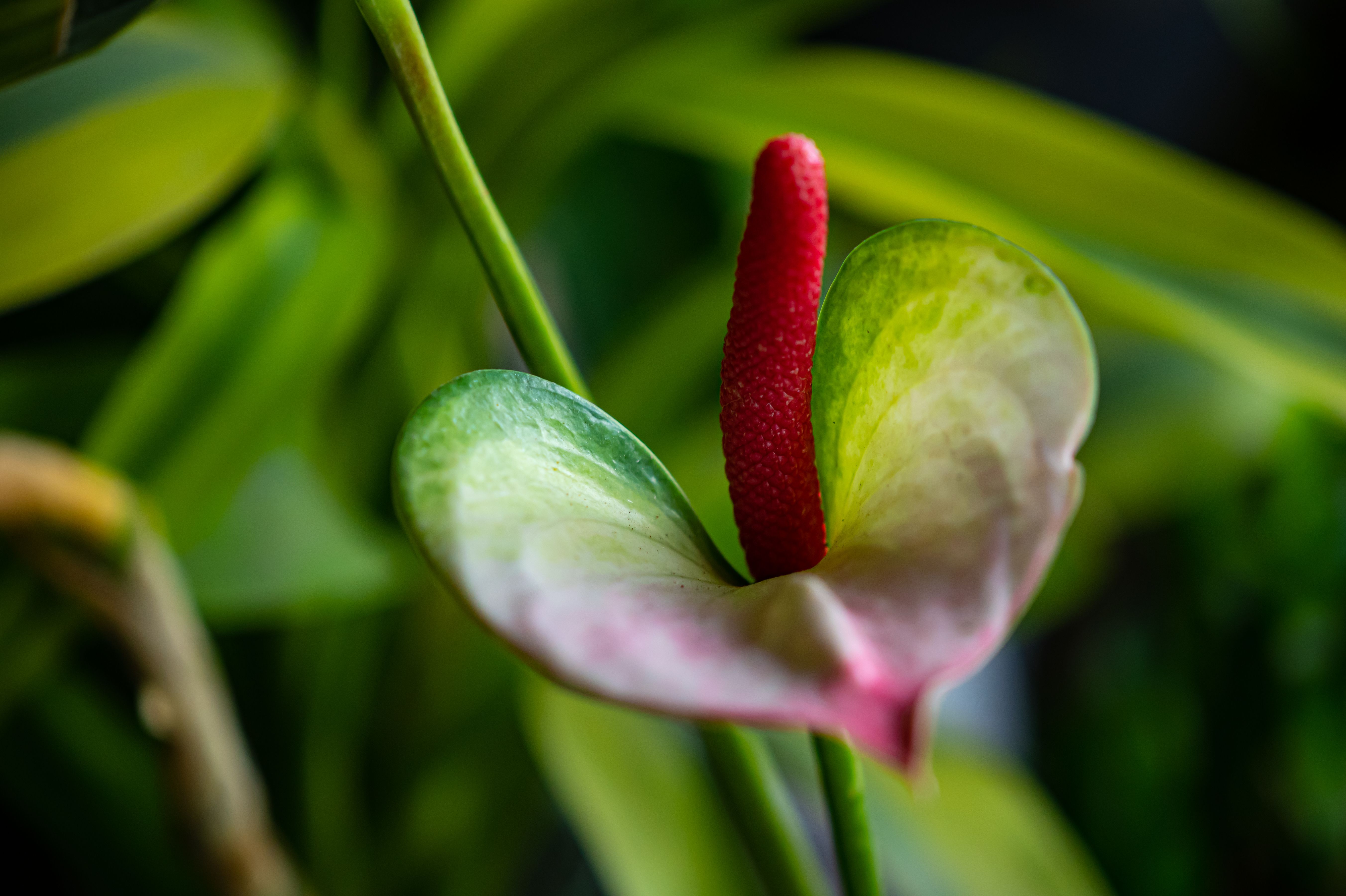 Close-up of a Lily Flower · Free Stock Photo