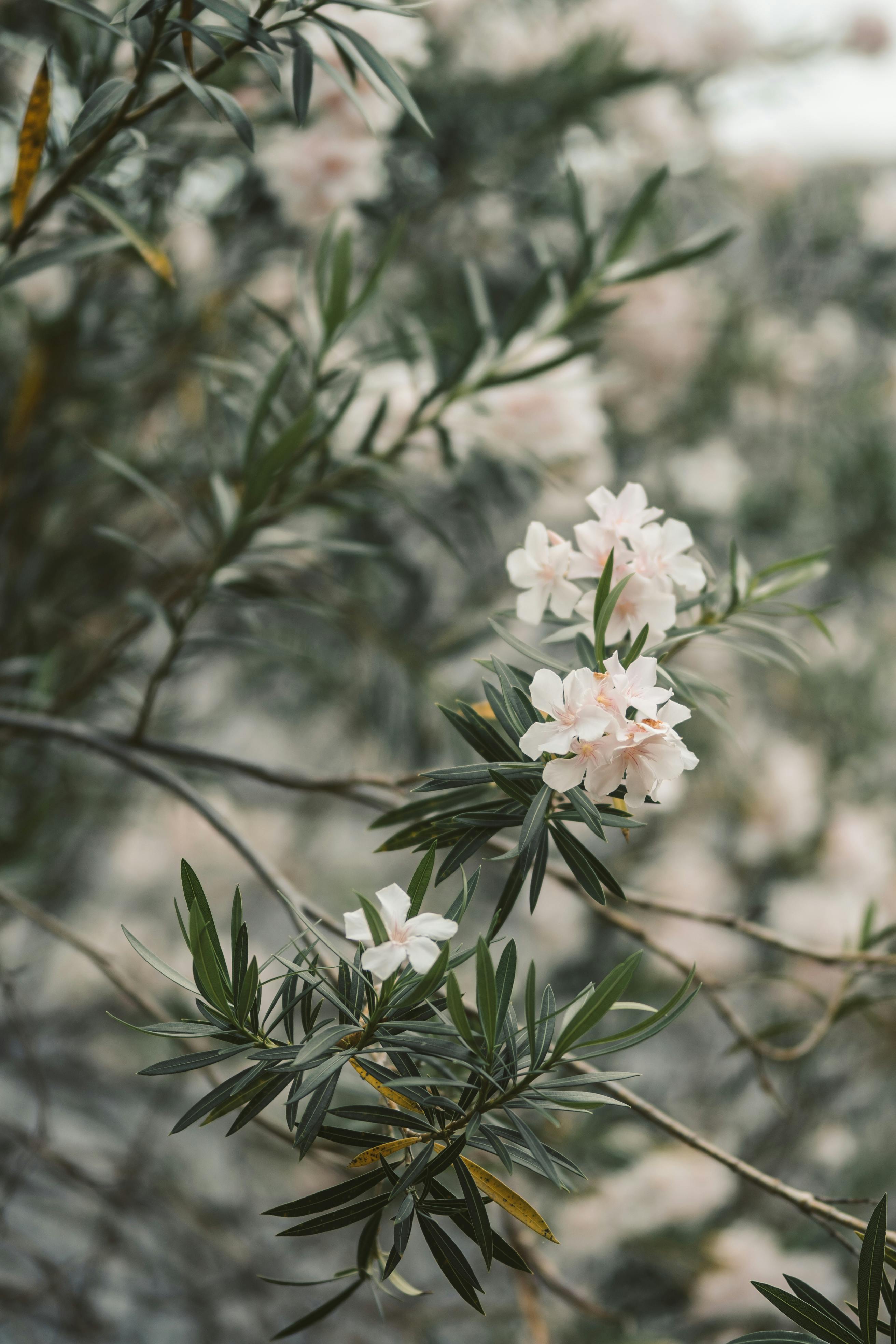 Nerium Oleander Tree Photos, Download The BEST Free Nerium Oleander ...
