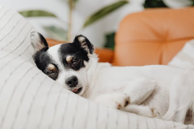 Caring for Your Small Mutt Dog: A Complete Owner's Guide