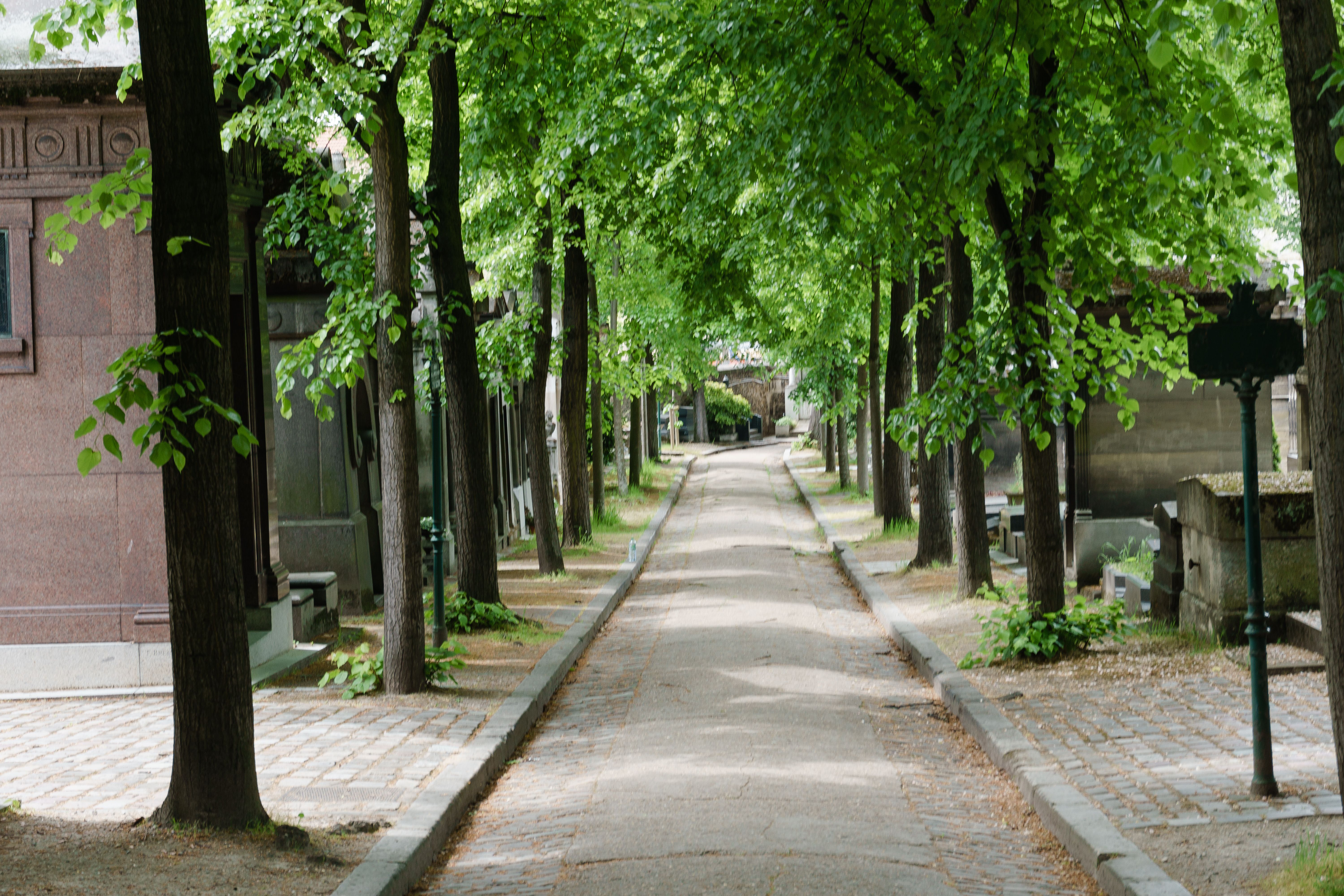 Concrete Pathway between Green Trees at the Cemetery · Free Stock Photo