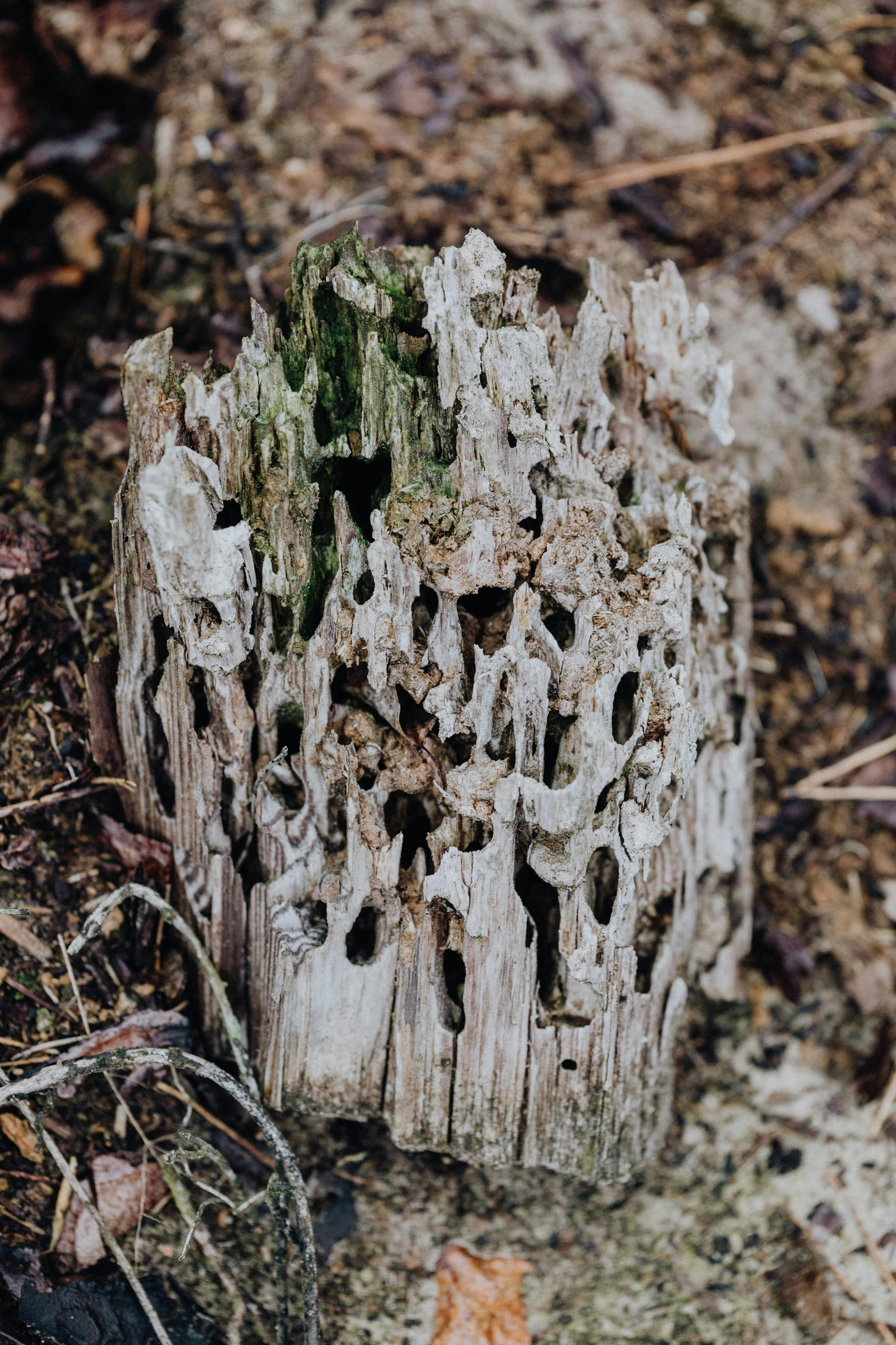 Decaying Piece of Wood with Holes · Free Stock Photo