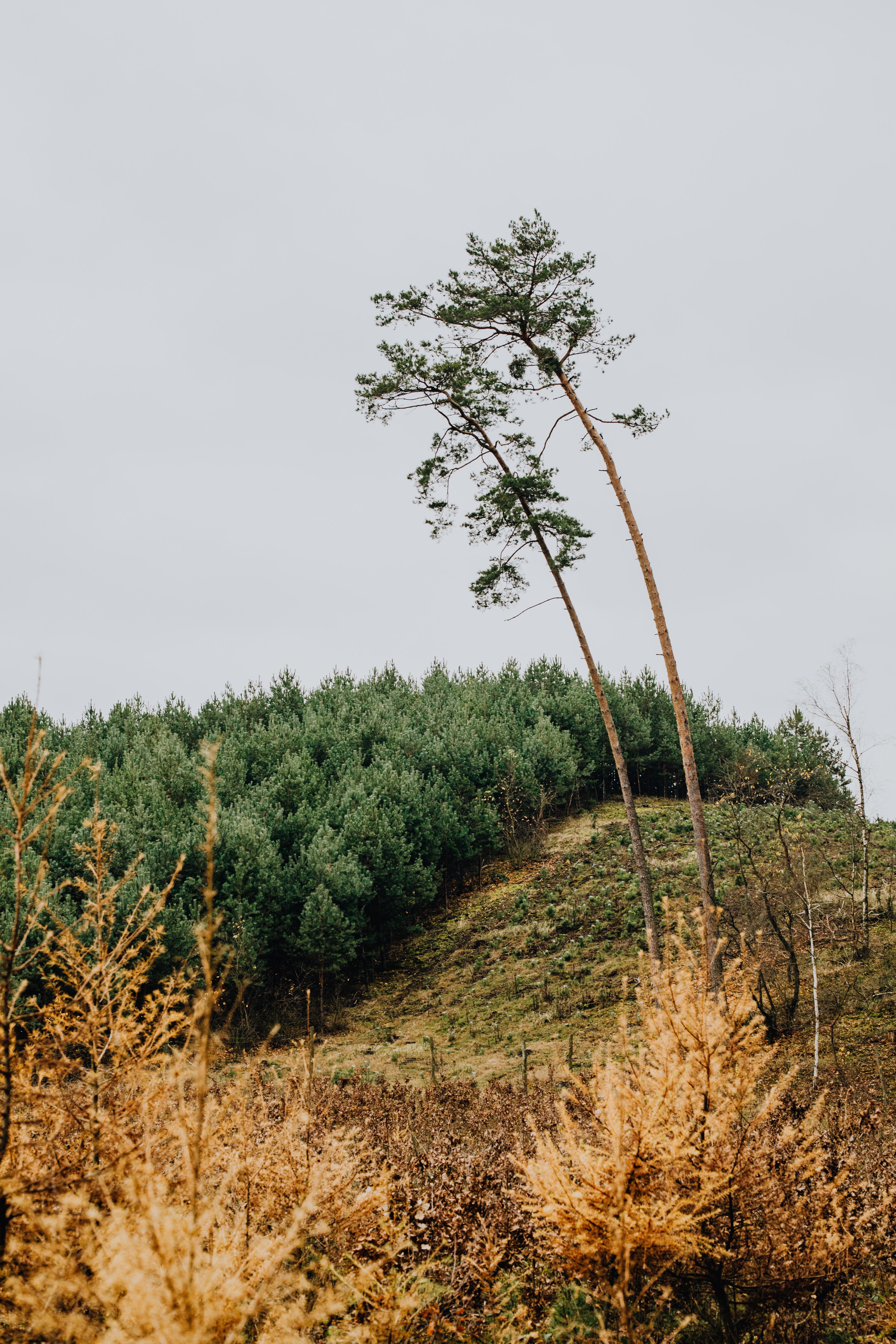 Scenery with Leaning Trees and a Forest · Free Stock Photo