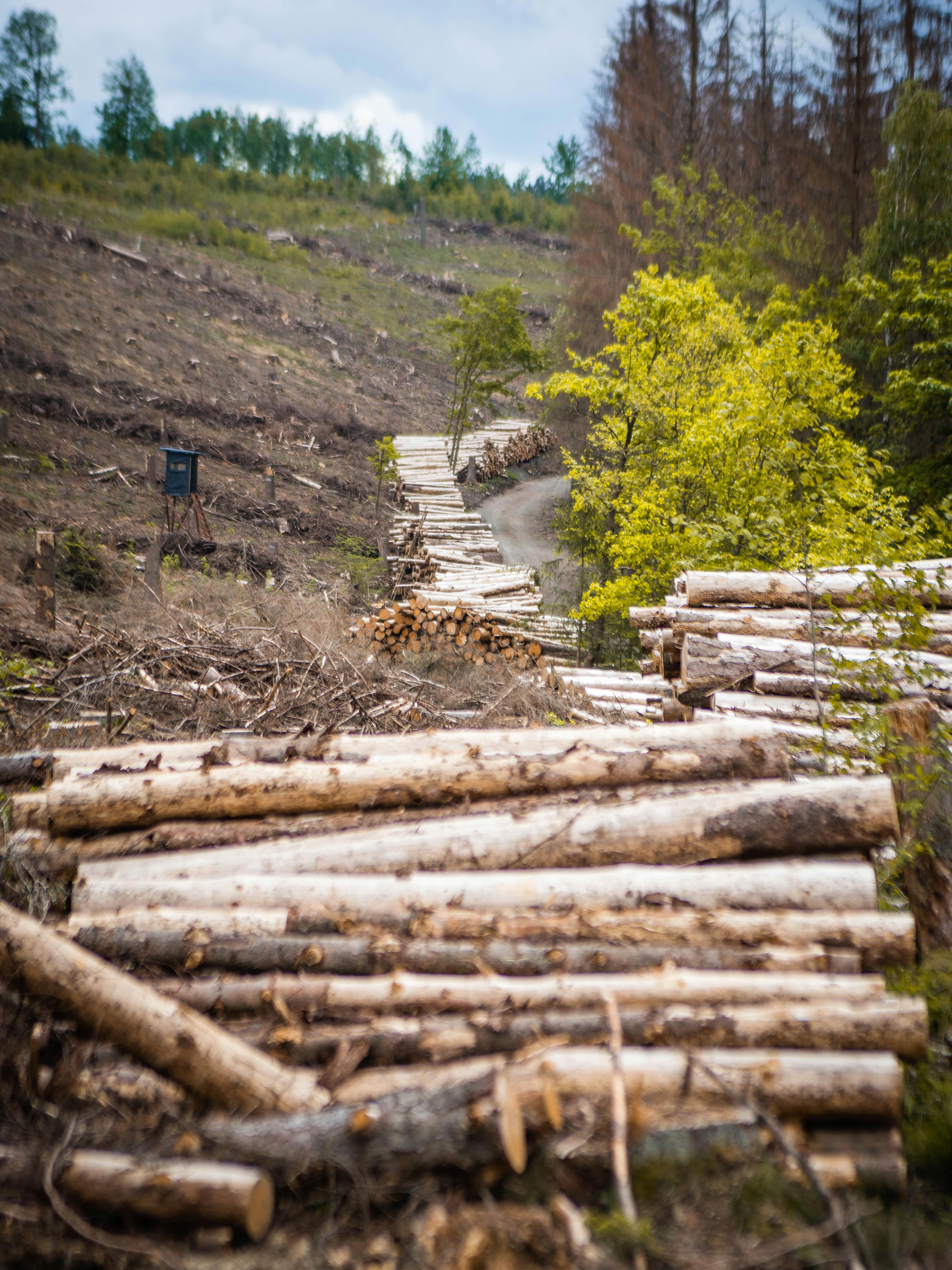 30+ Best Deforestation Photos · 100% Free Download · Pexels Stock Photos