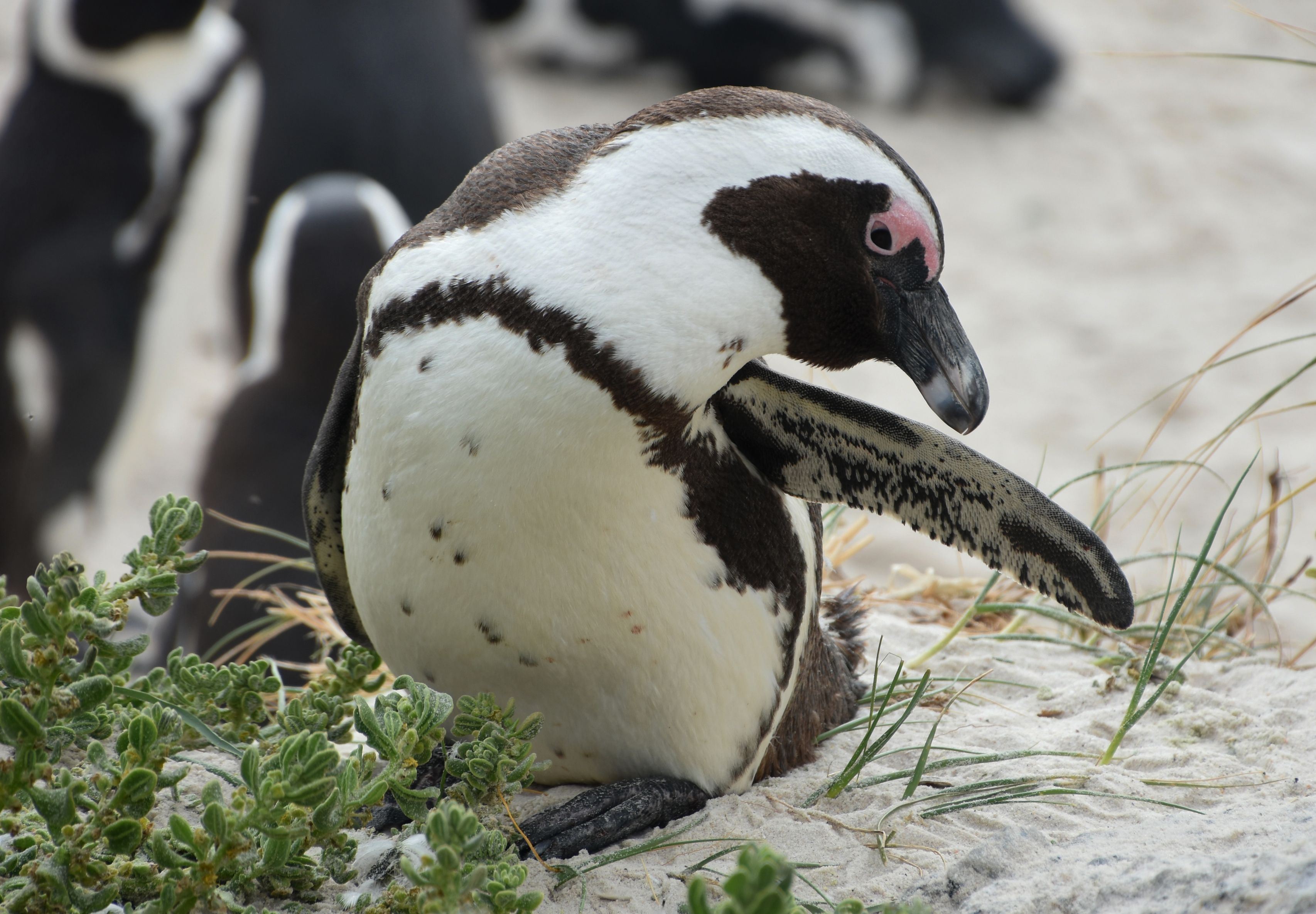 Photo of Black And White Penguin Standing on Stone · Free Stock Photo
