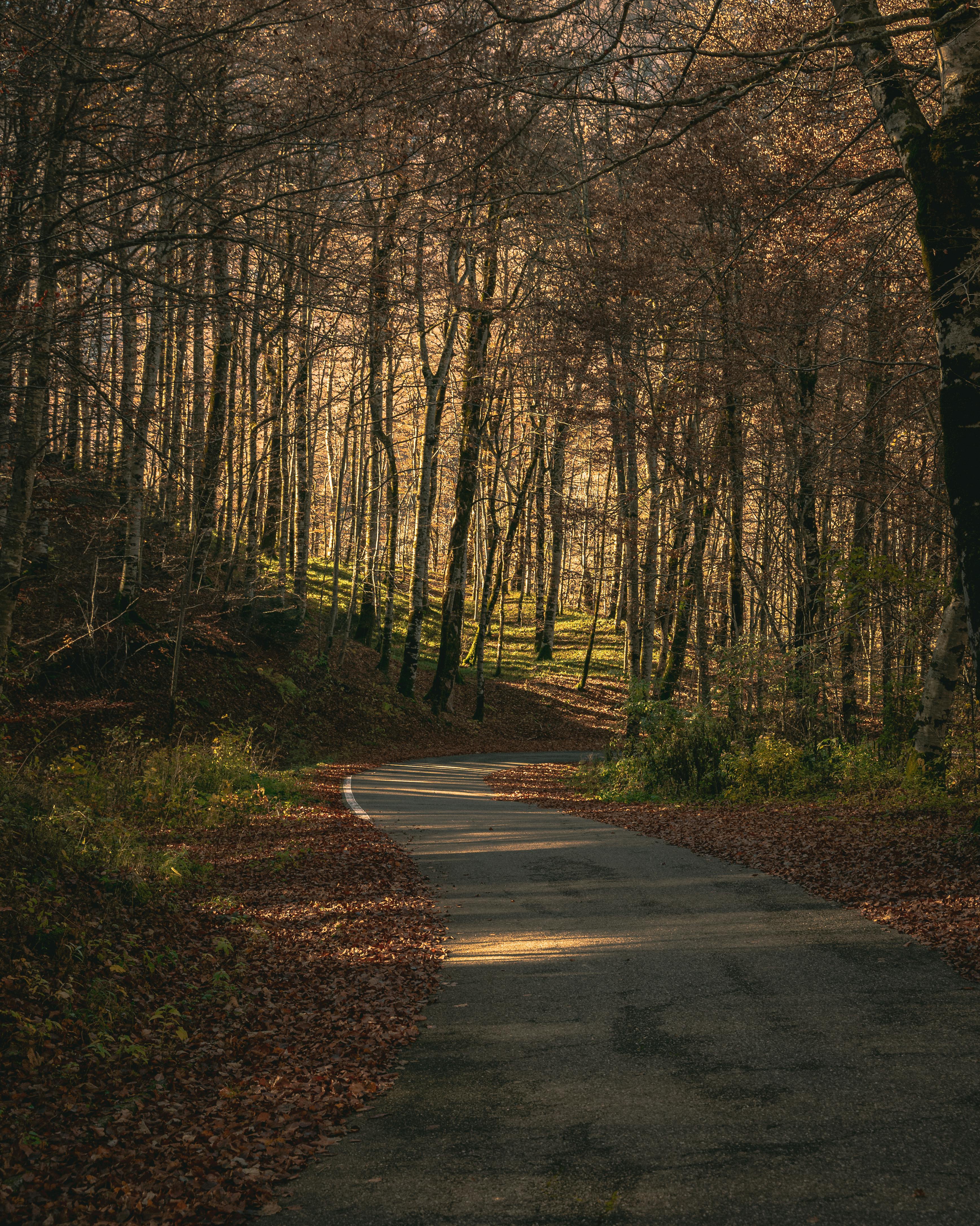 Bare Trees Beside Road · Free Stock Photo
