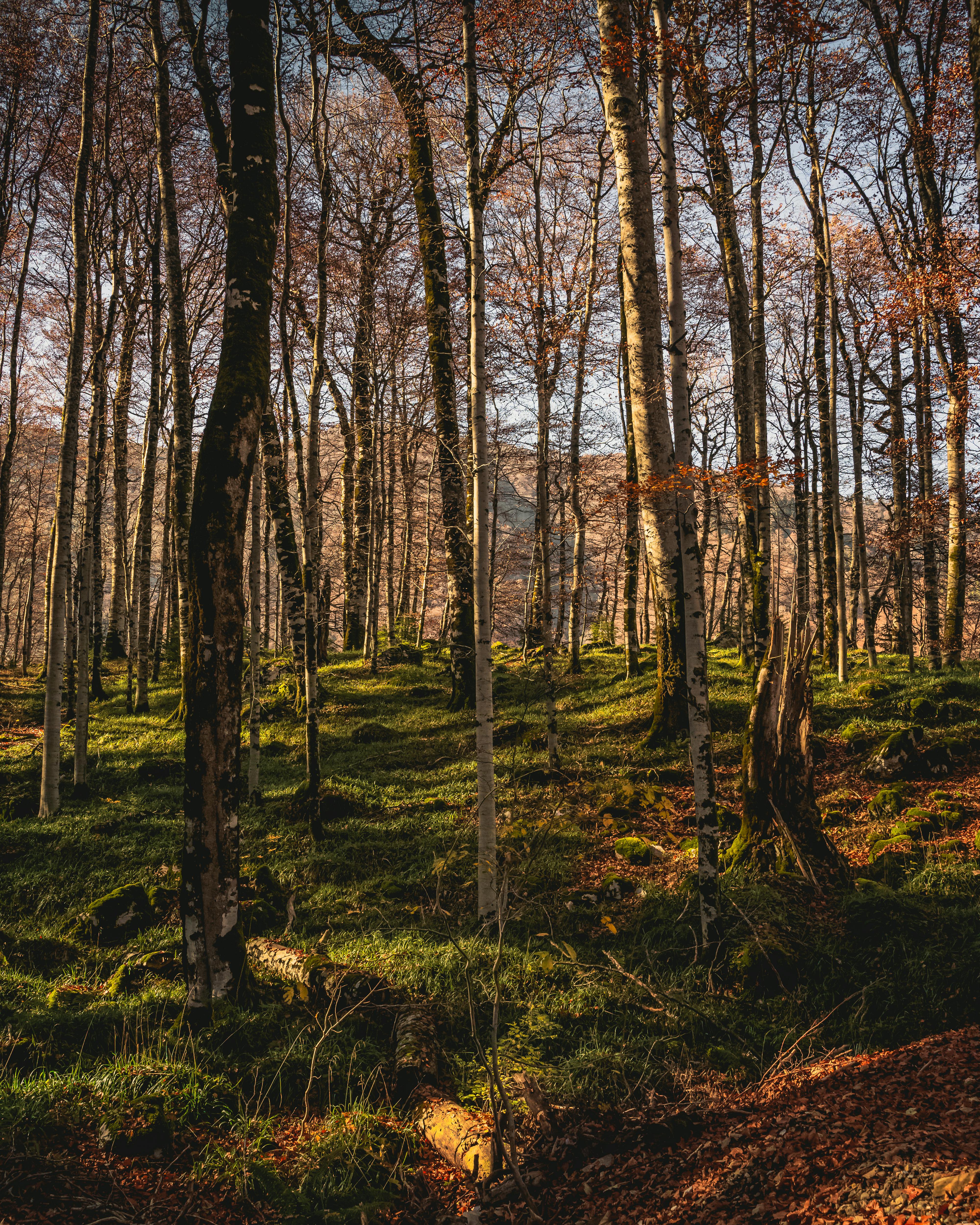 Landscape Photography of Trees · Free Stock Photo