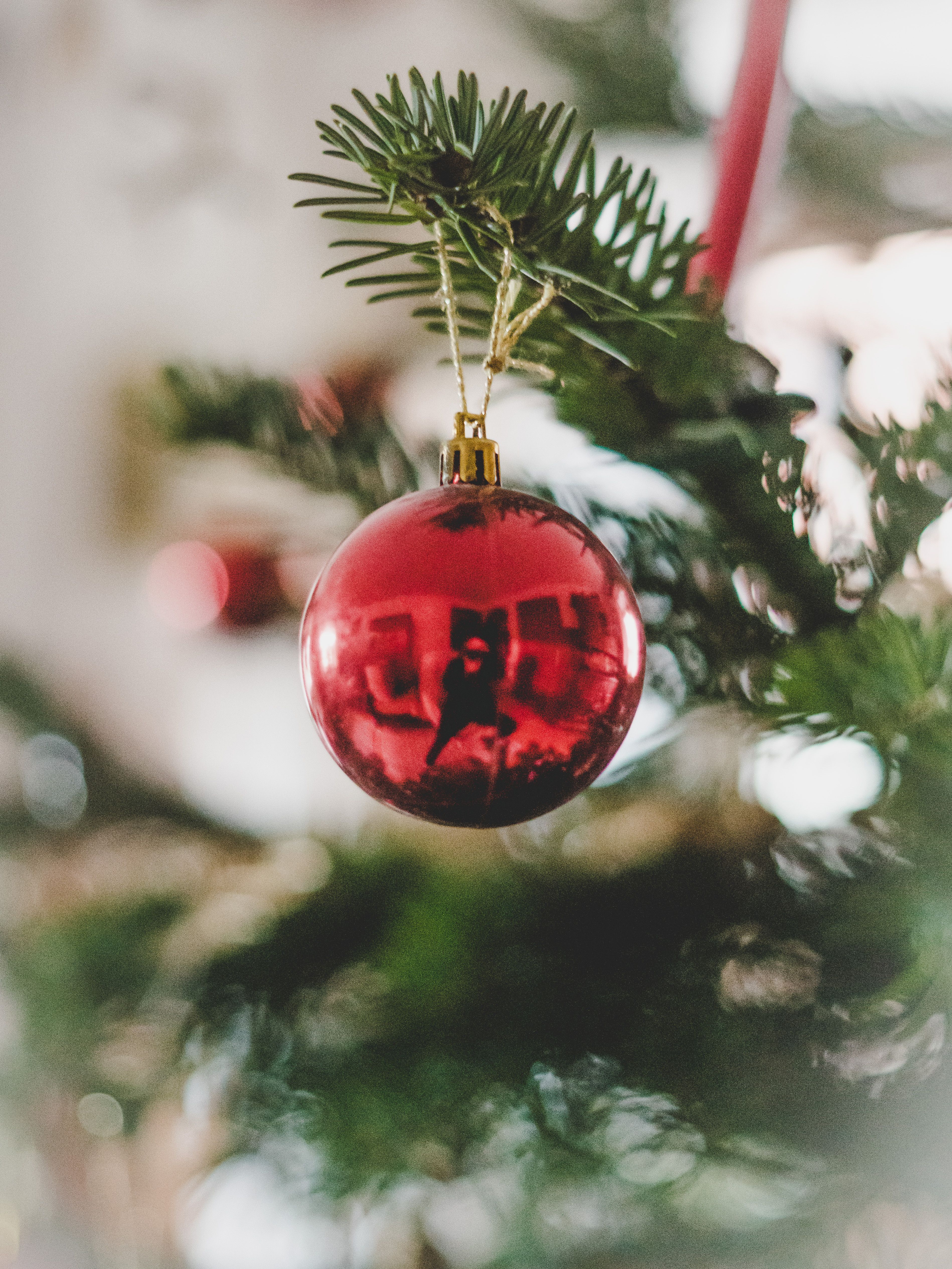Red Ball on Green Pine Tree · Free Stock Photo