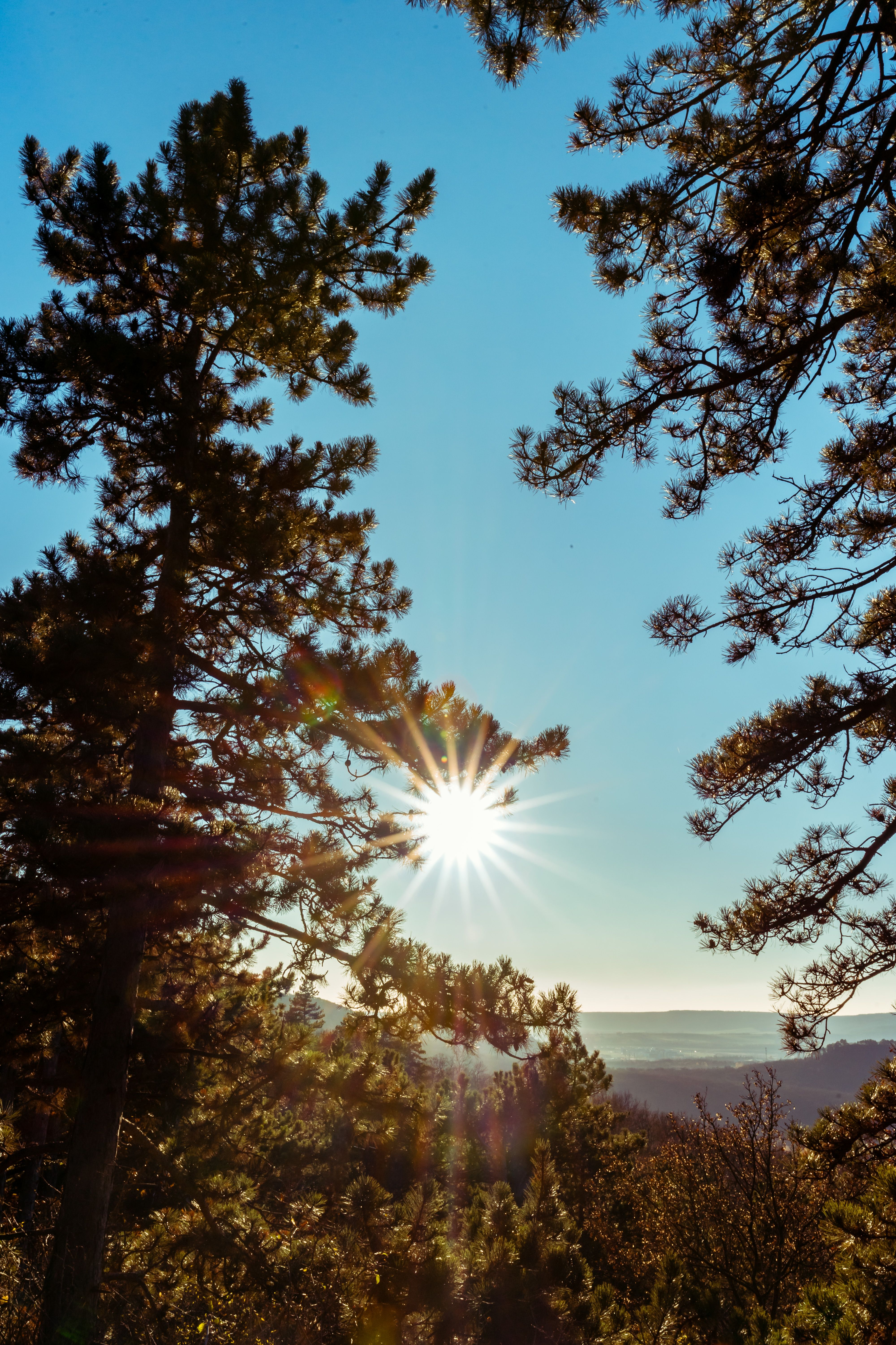 A Green Trees Under the Blue Sky · Free Stock Photo