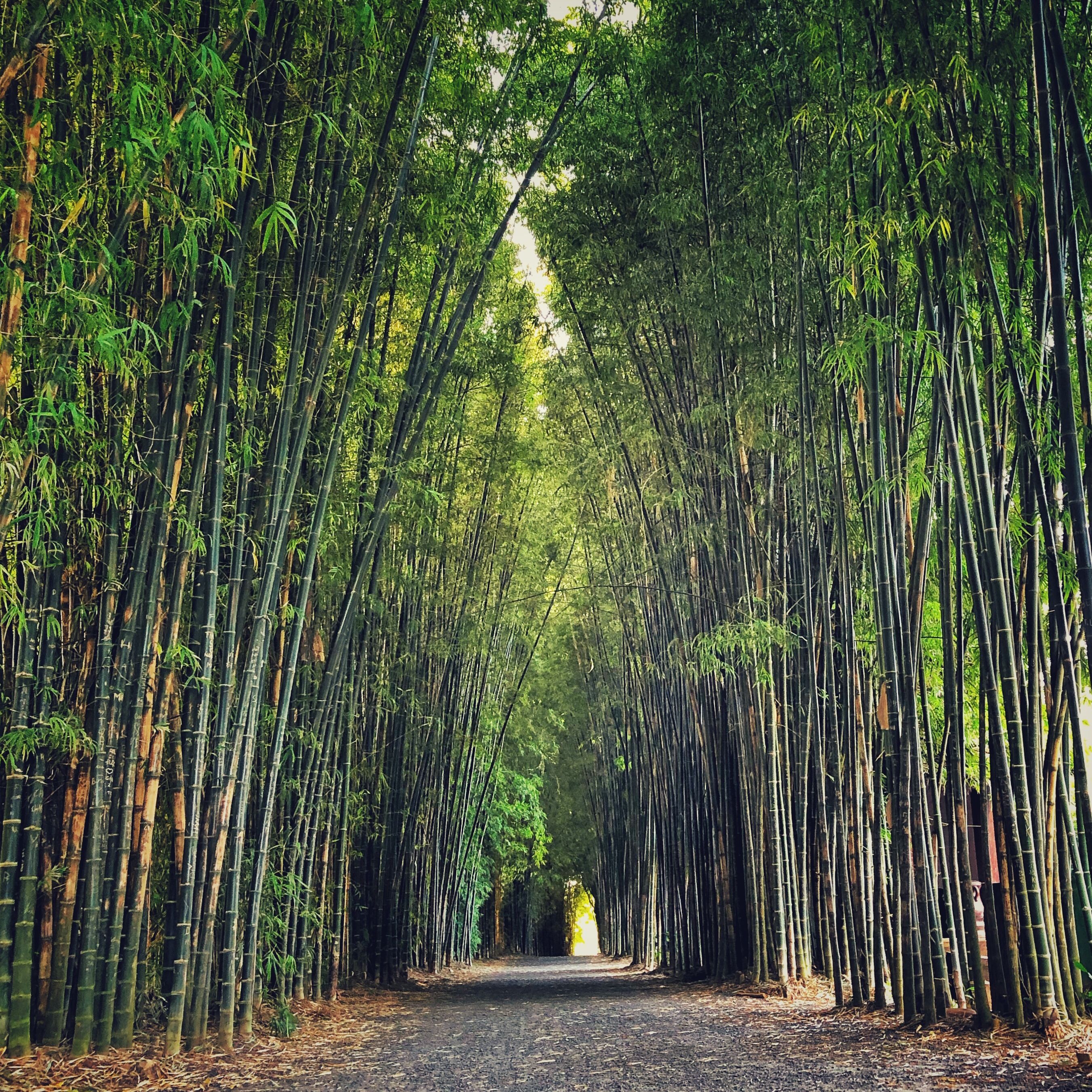 Selective Photography of Bamboo Trees · Free Stock Photo