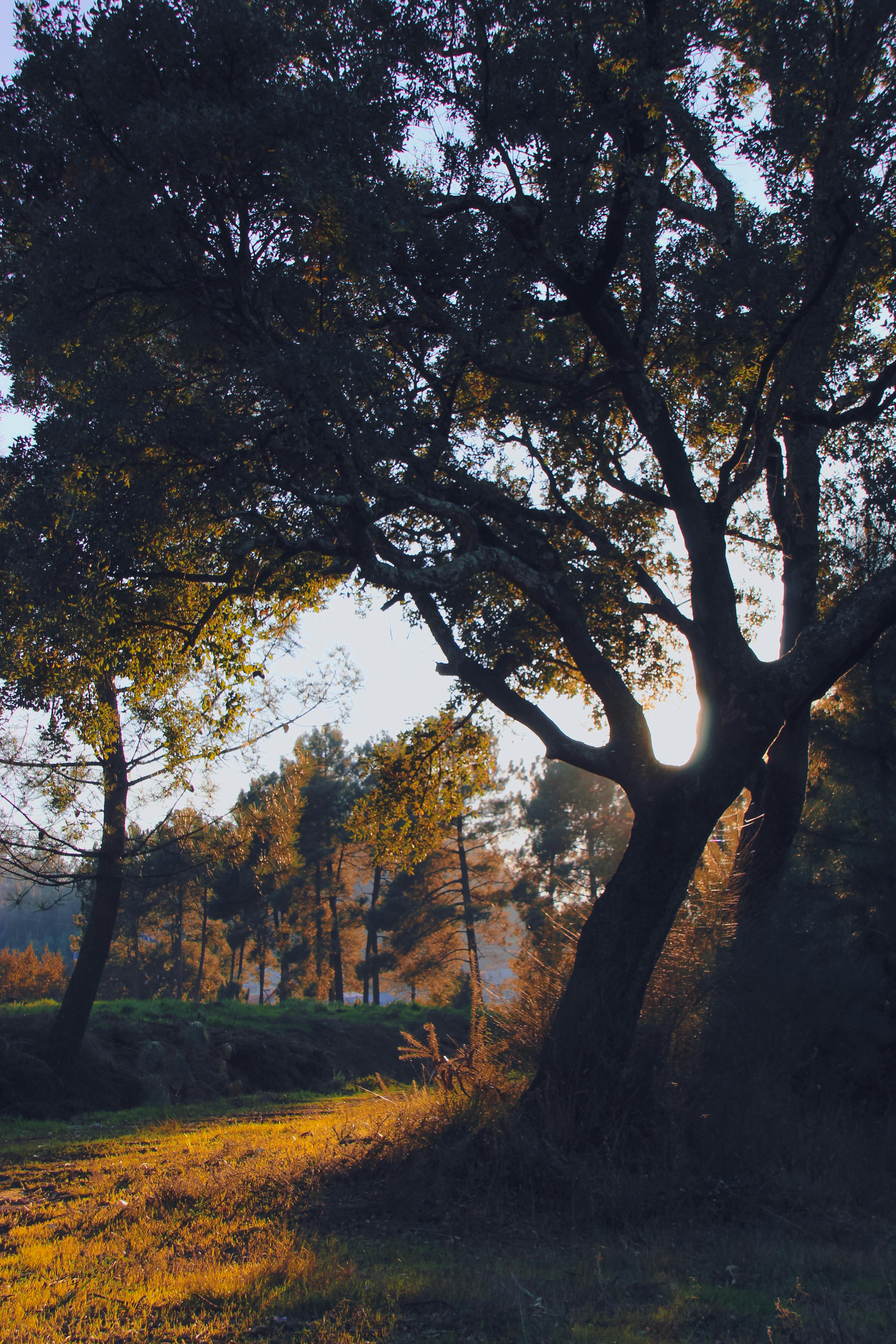 Green Tree · Free Stock Photo