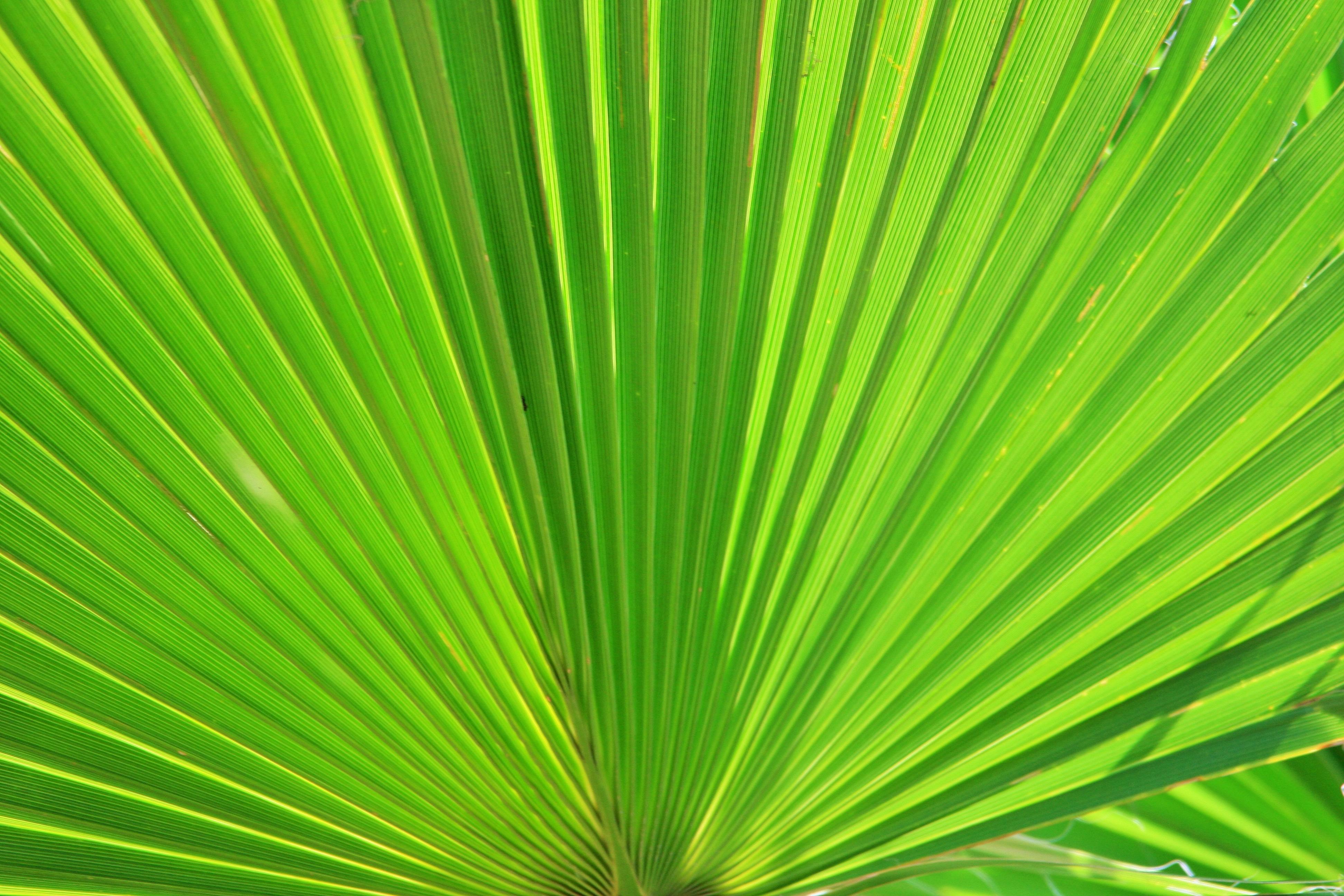 Foto de stock gratuita sobre hoja, hoja de palmera, planta
