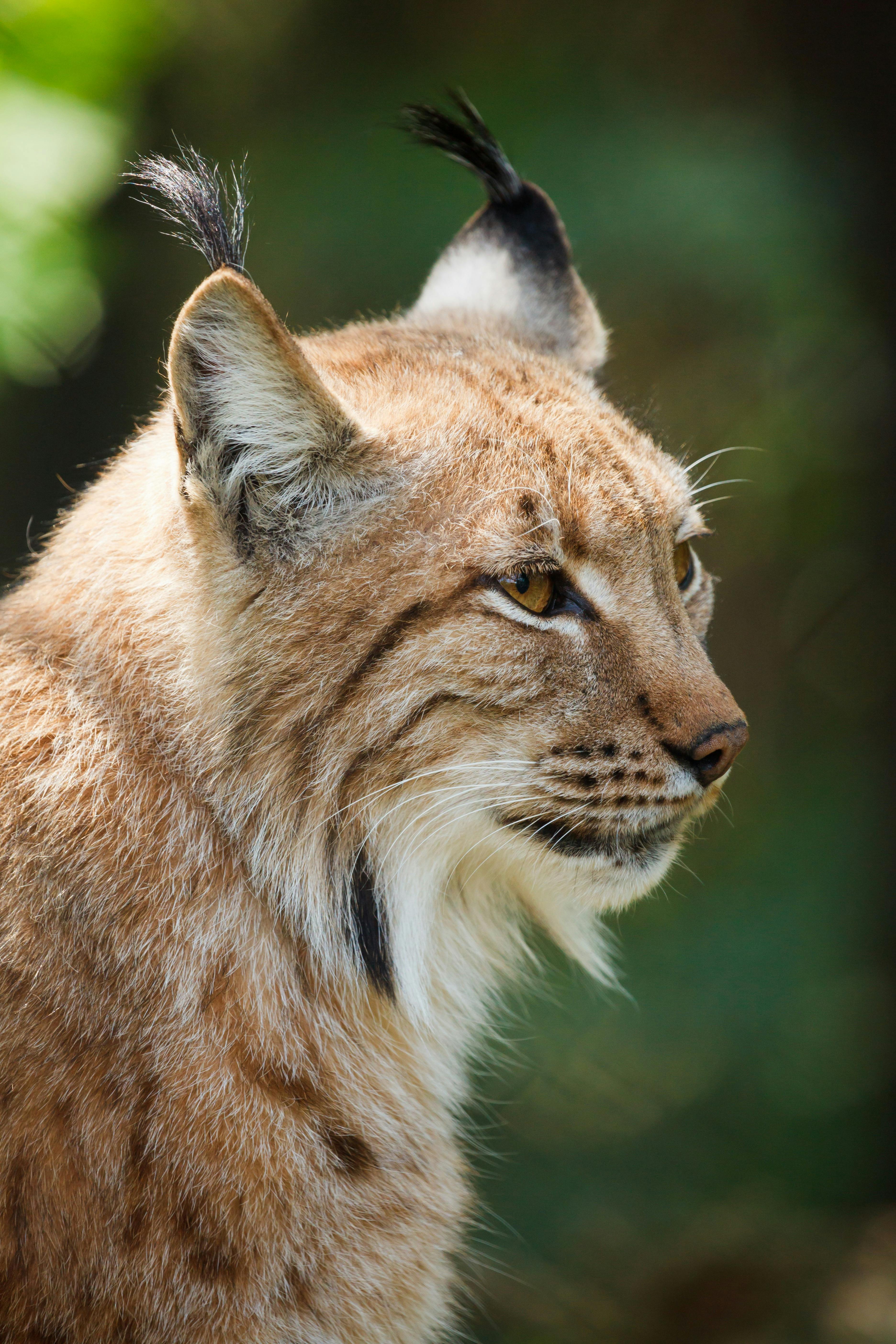 10+ Amazing Lynx Photos · Pexels · Free Stock Photos