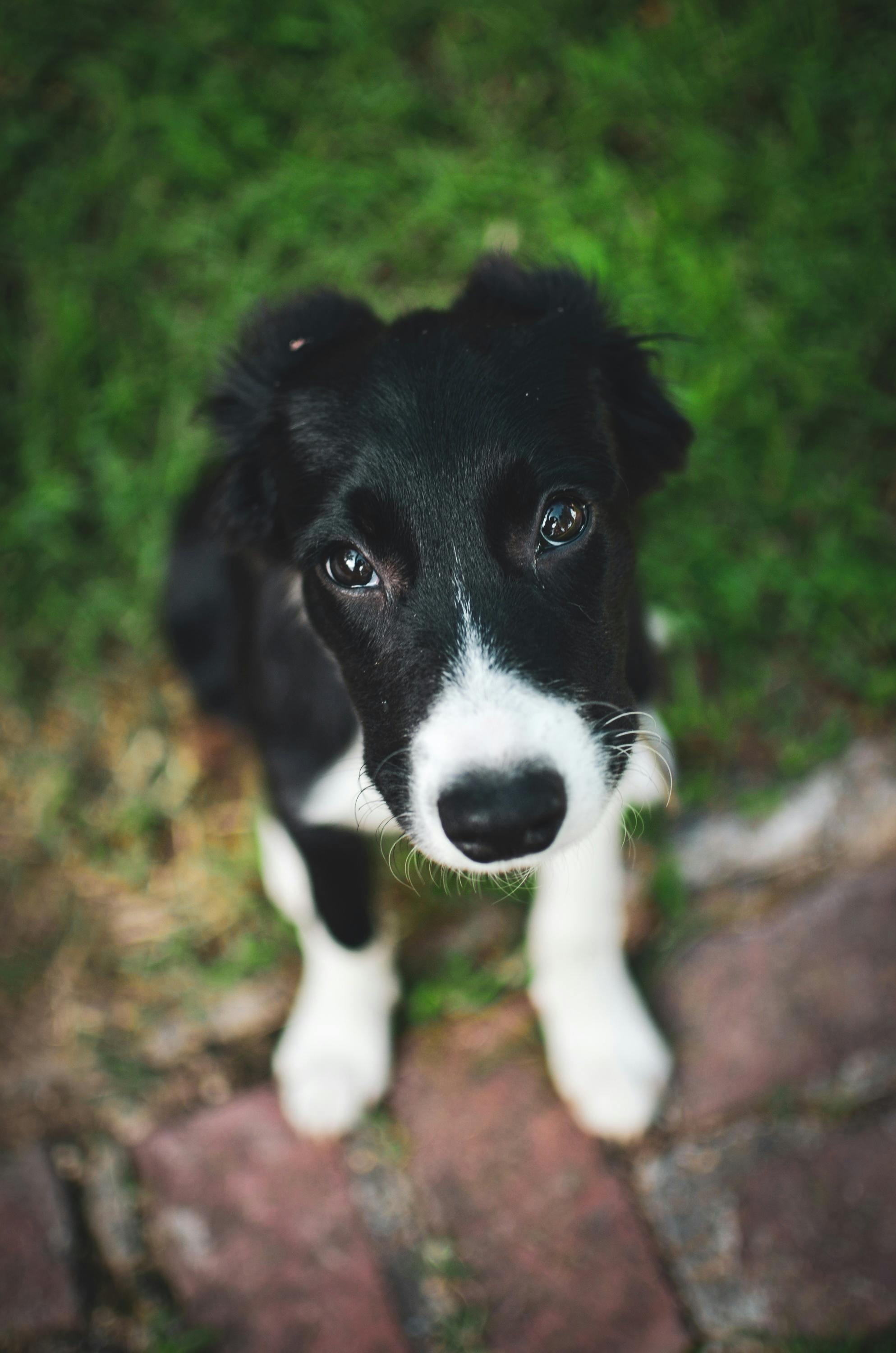 A Merle Border Collie Wearing a Collar · Free Stock Photo