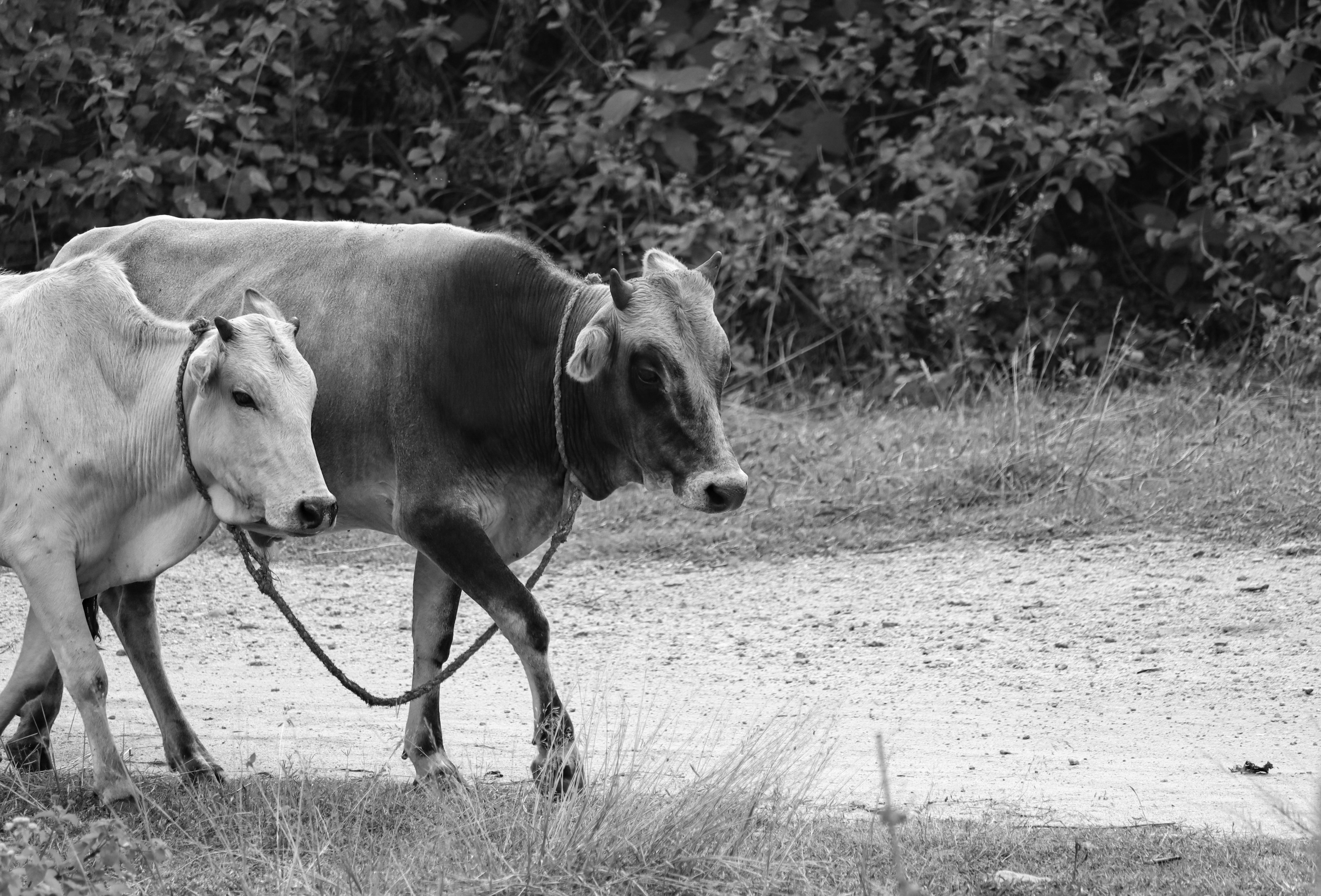 Grayscale Photo of Cows · Free Stock Photo