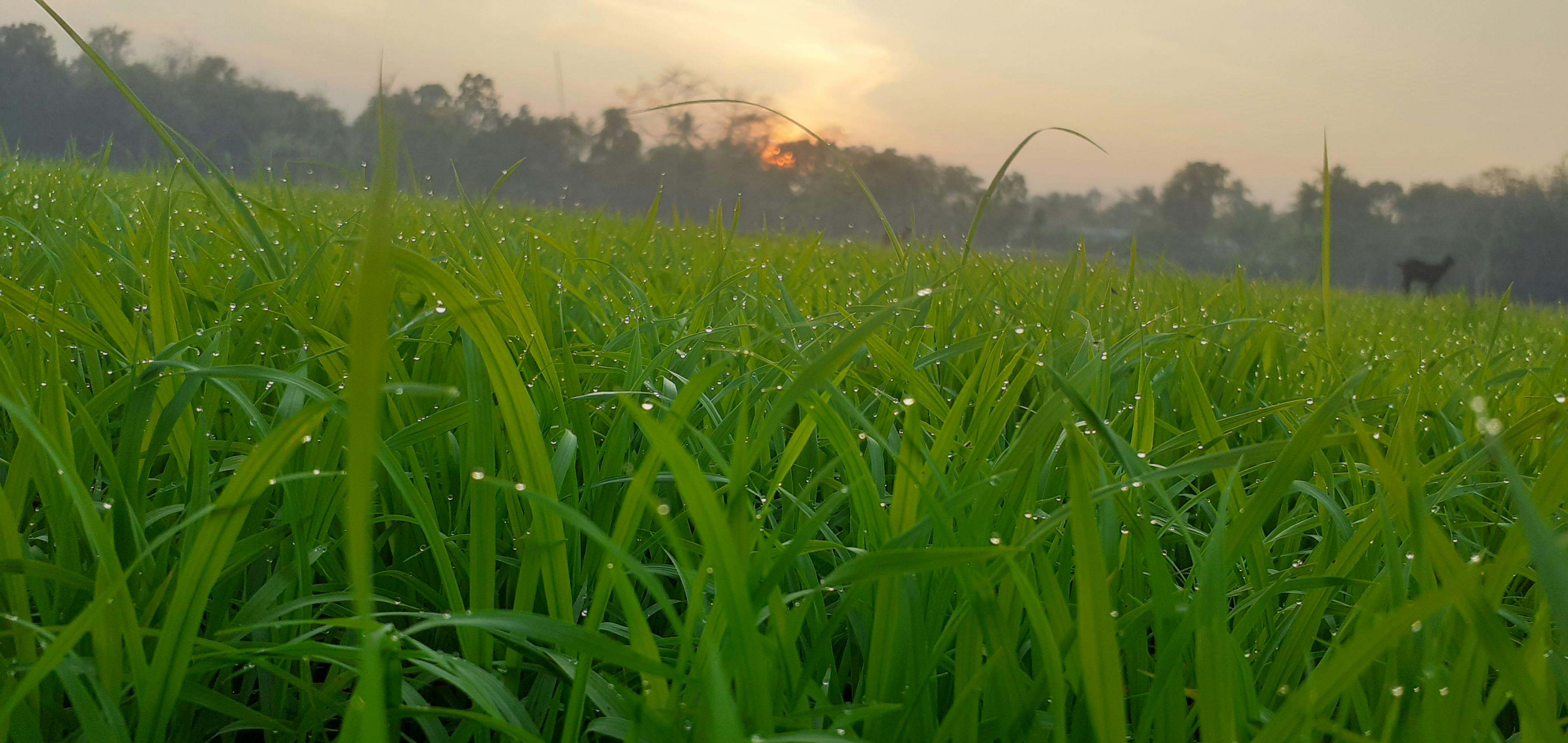 Rabbi Islam - Photography