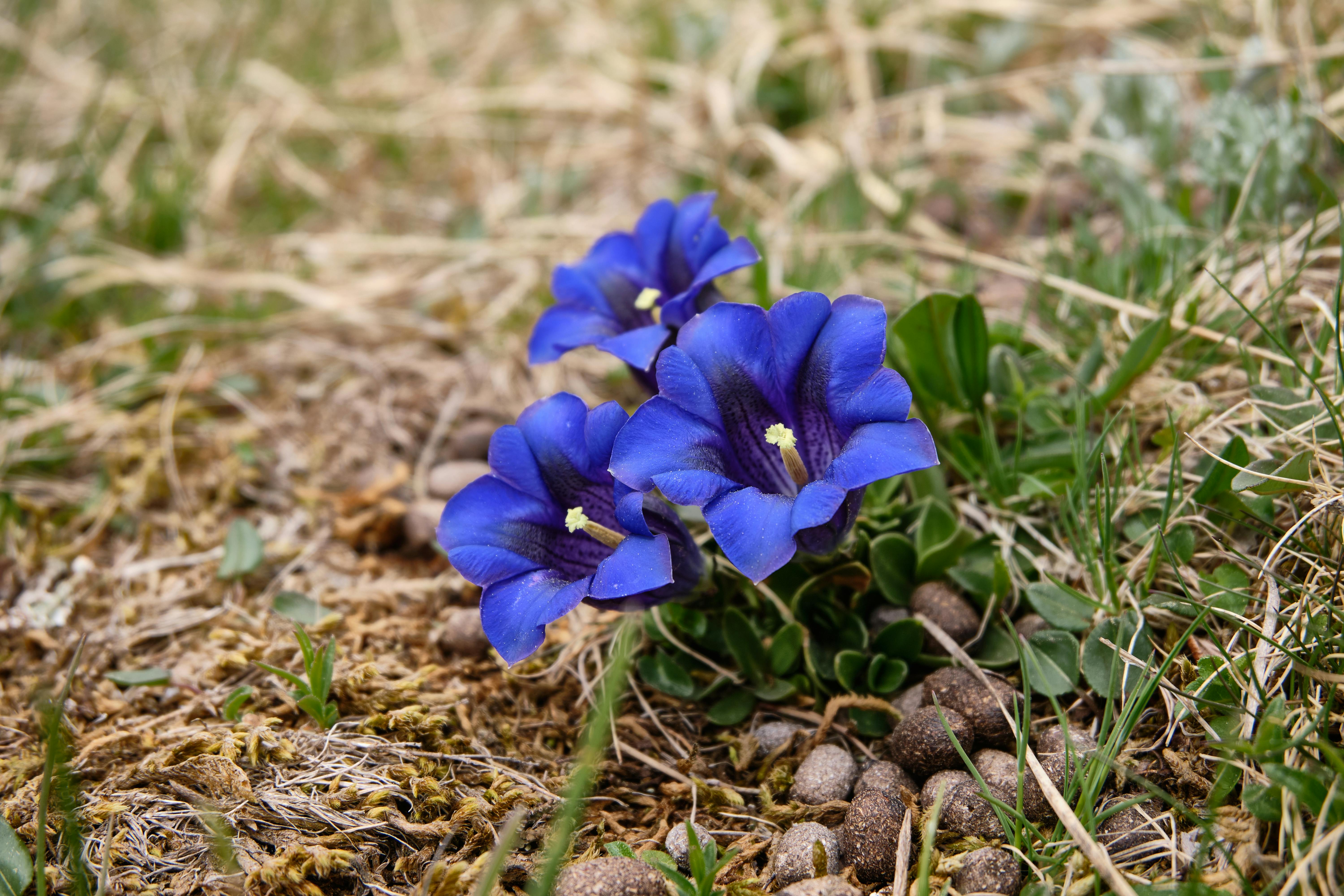 Die besten Bergblumen-Fotos · 100 % kostenloser Download · Pexels Stock ...