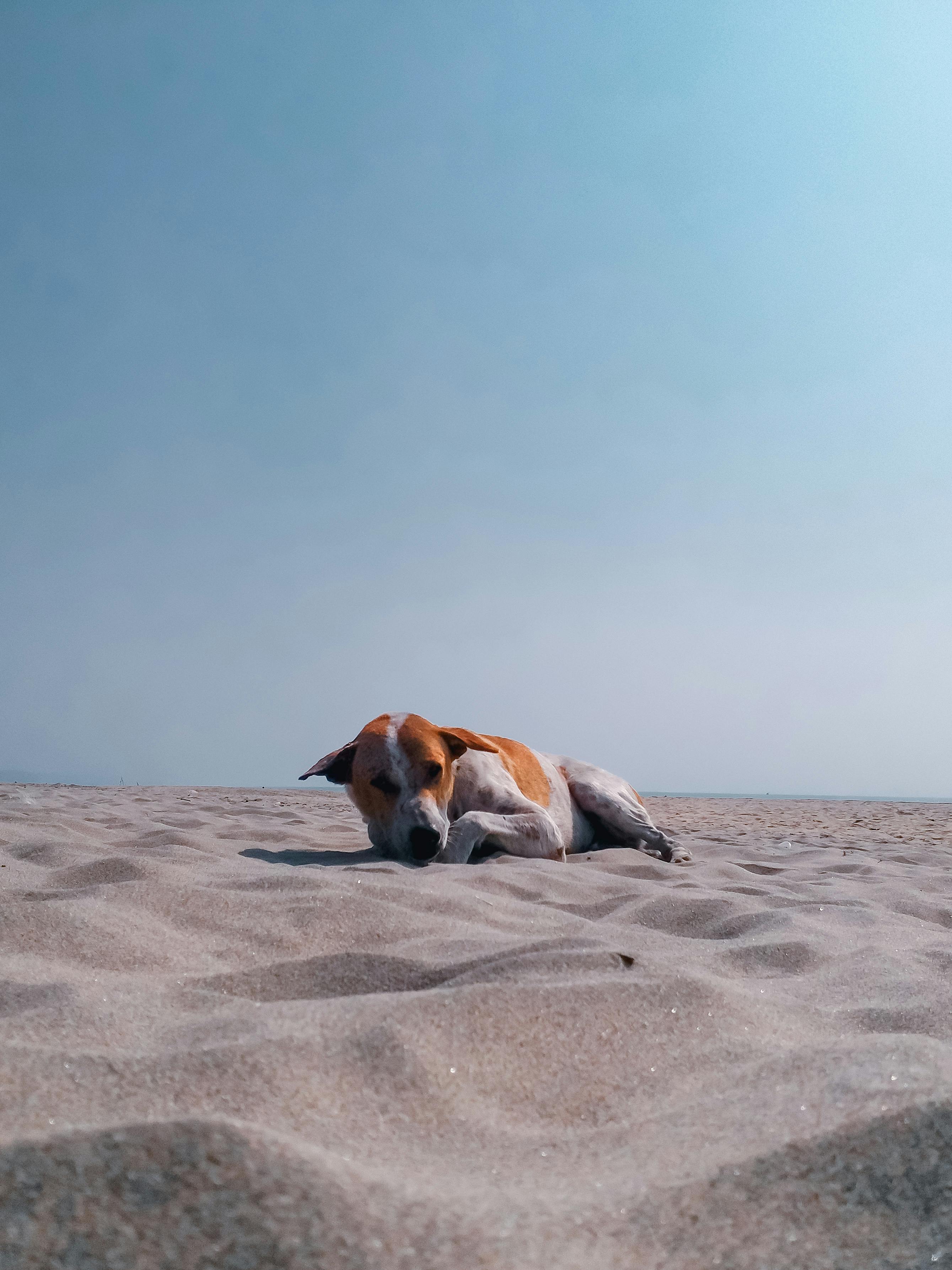 A Dog Digging Sand · Free Stock Photo