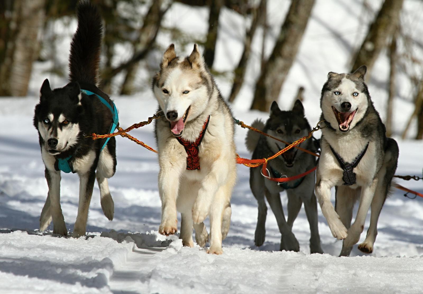 Siberian Husky Photos, Download The BEST Free Siberian Husky Stock ...