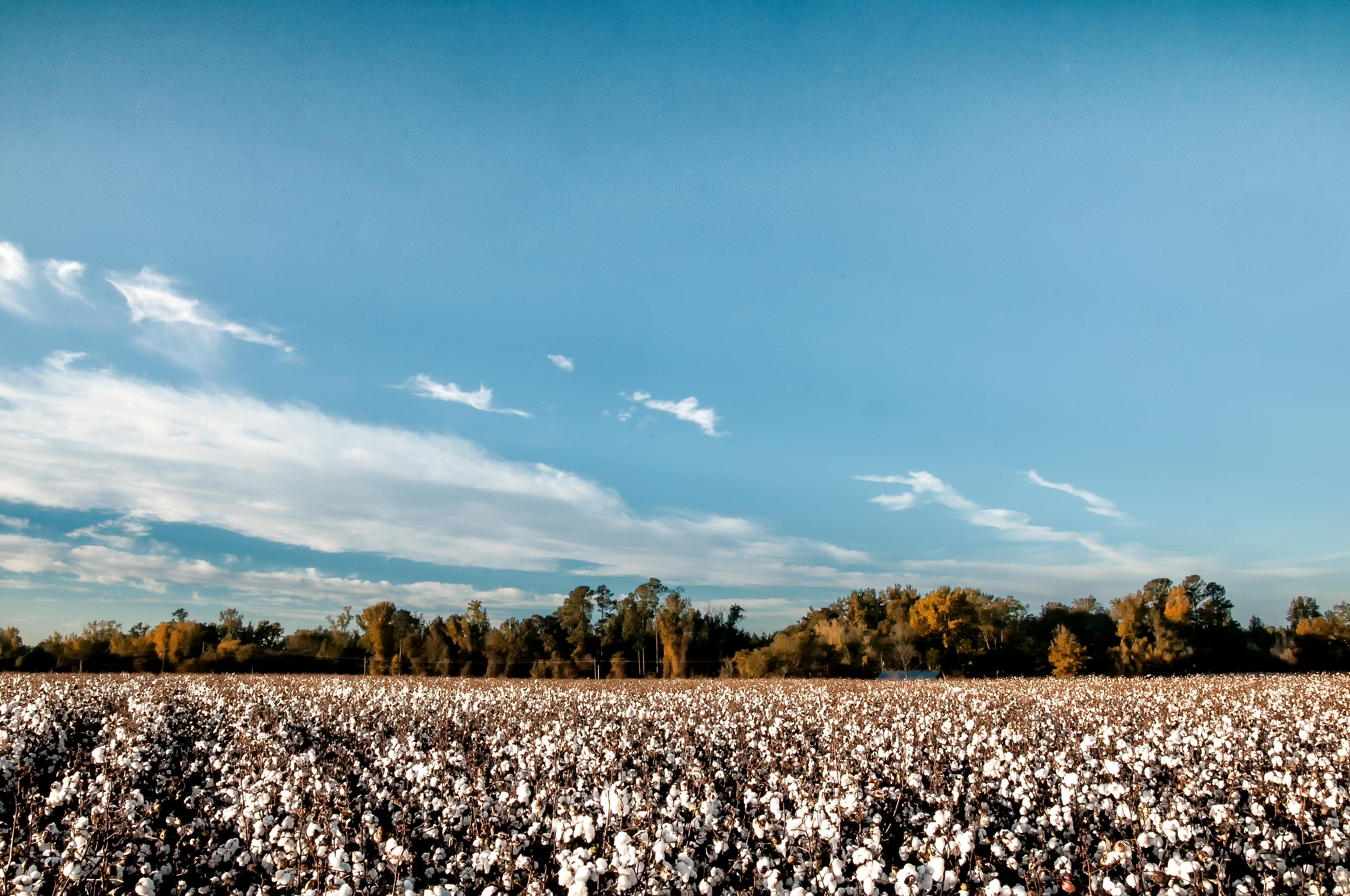 Free stock photo of alabama, Black Belt, cotton