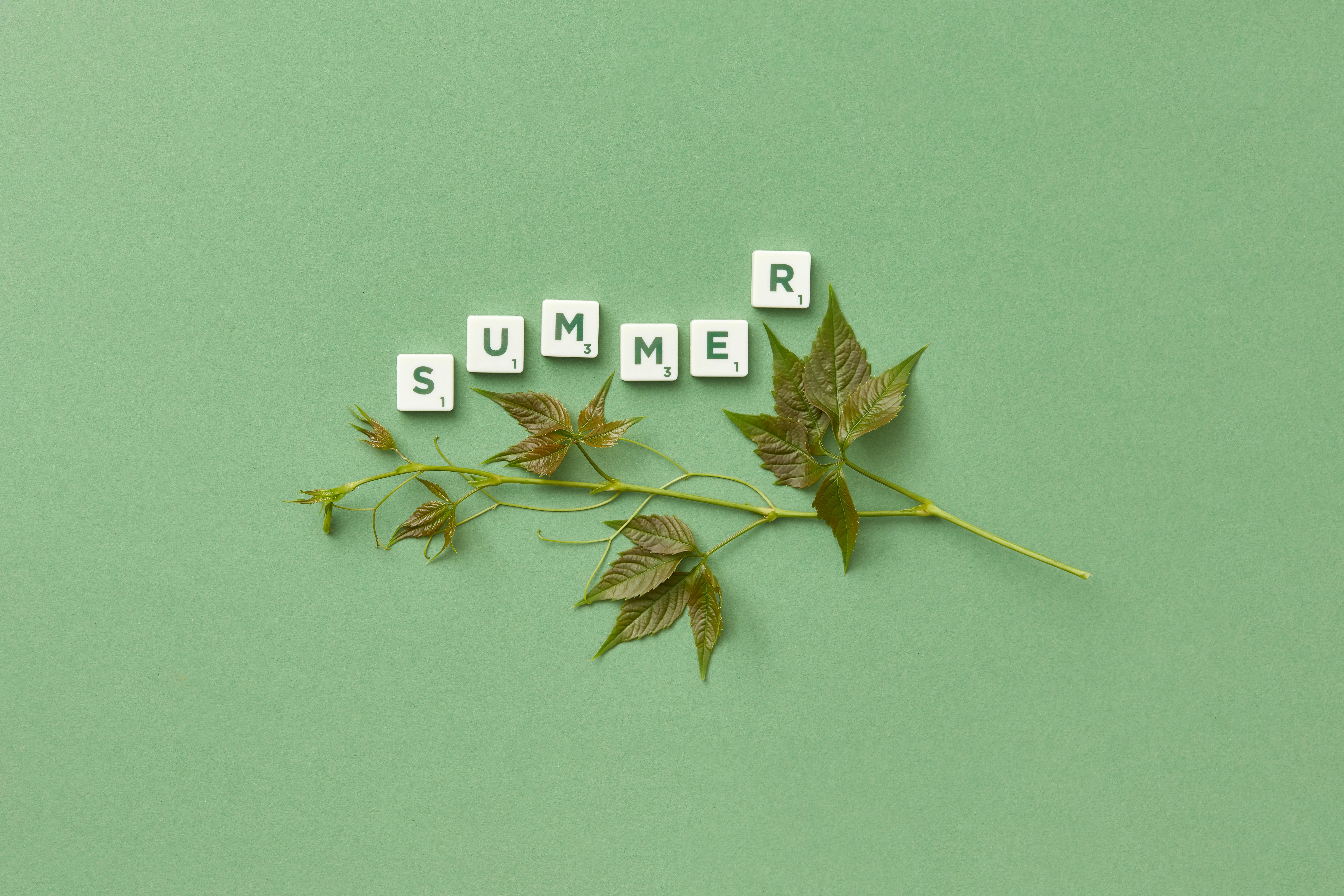 Plant and Summer Word on Green Background · Free Stock Photo