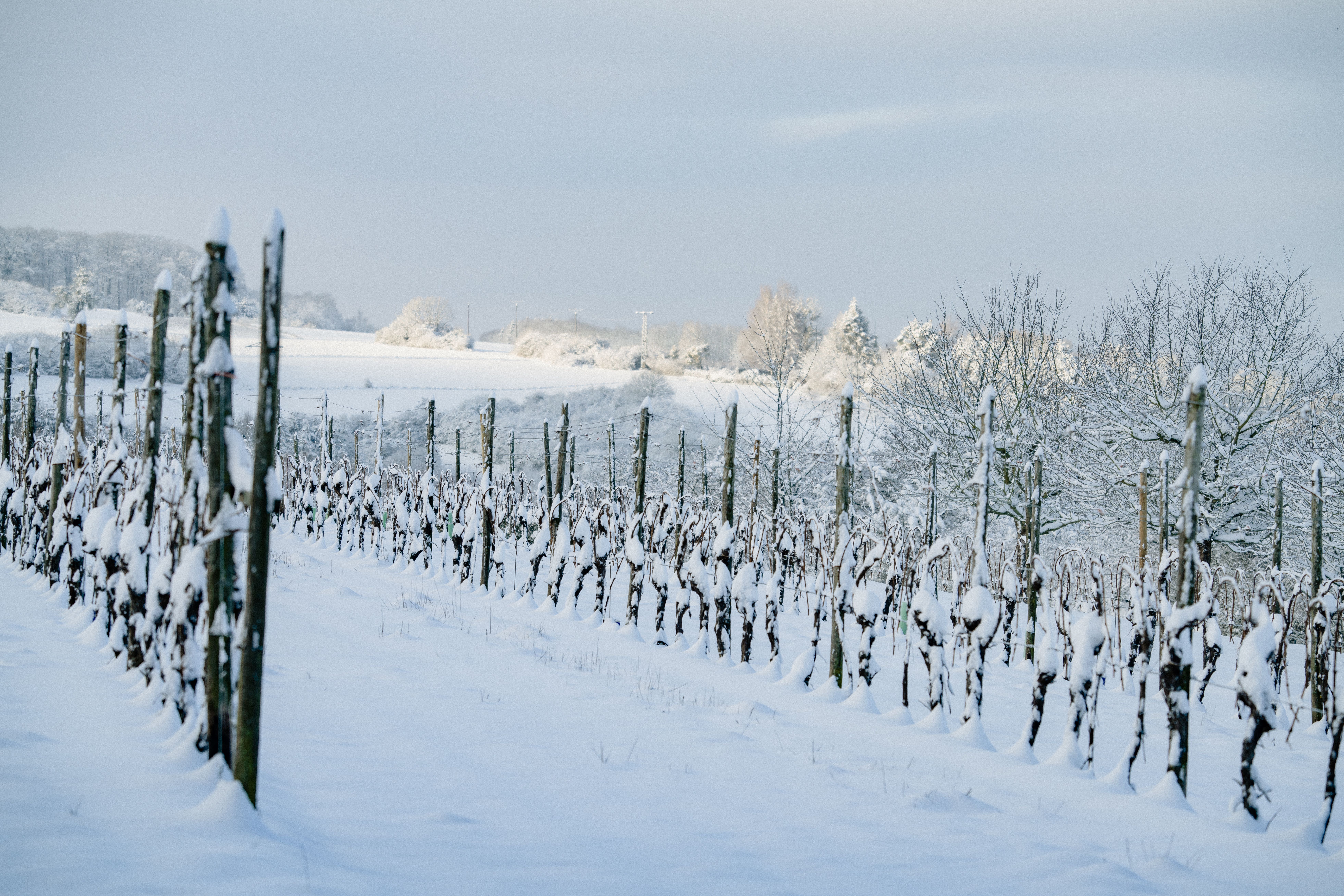 Snowy Vineyard Photos, Download The BEST Free Snowy Vineyard Stock ...