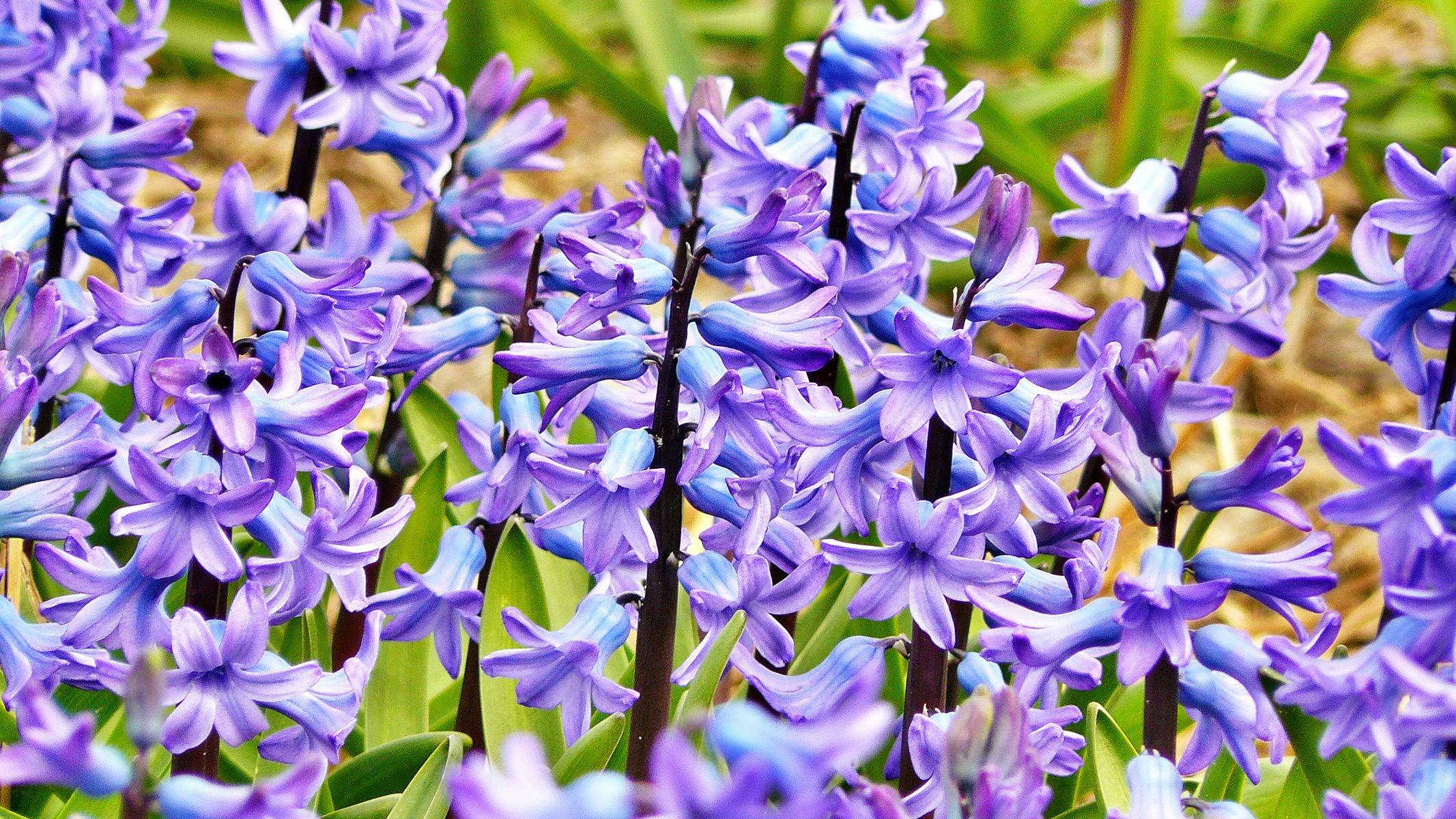 Young Young hyacinth bulb bulb · Free Stock Photo