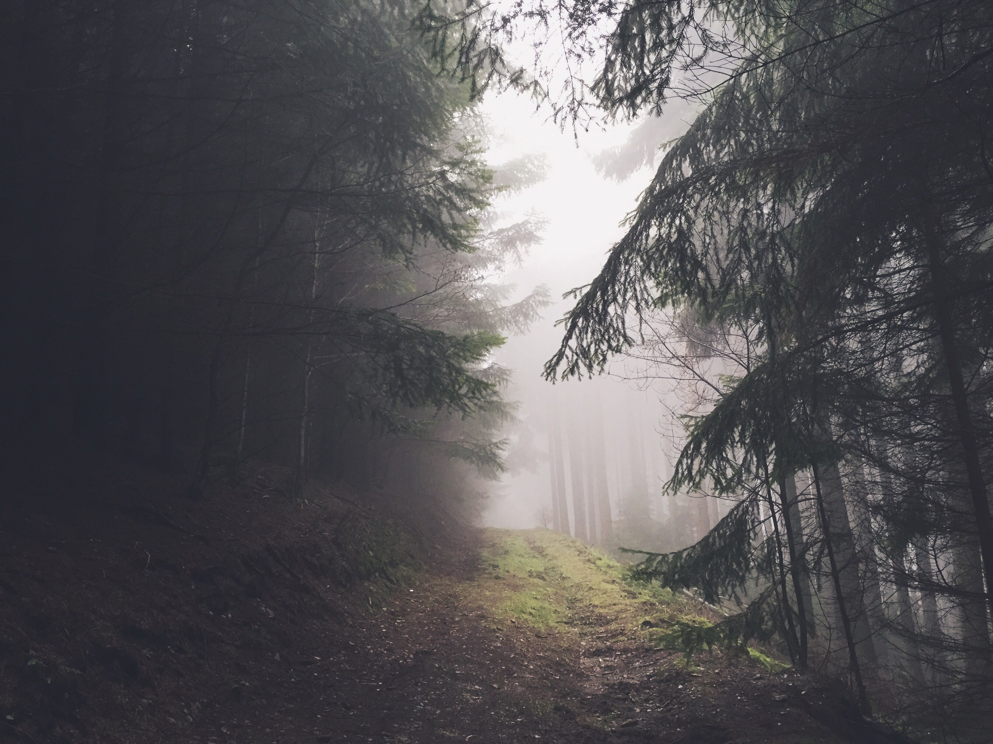 Forest in Fog · Free Stock Photo