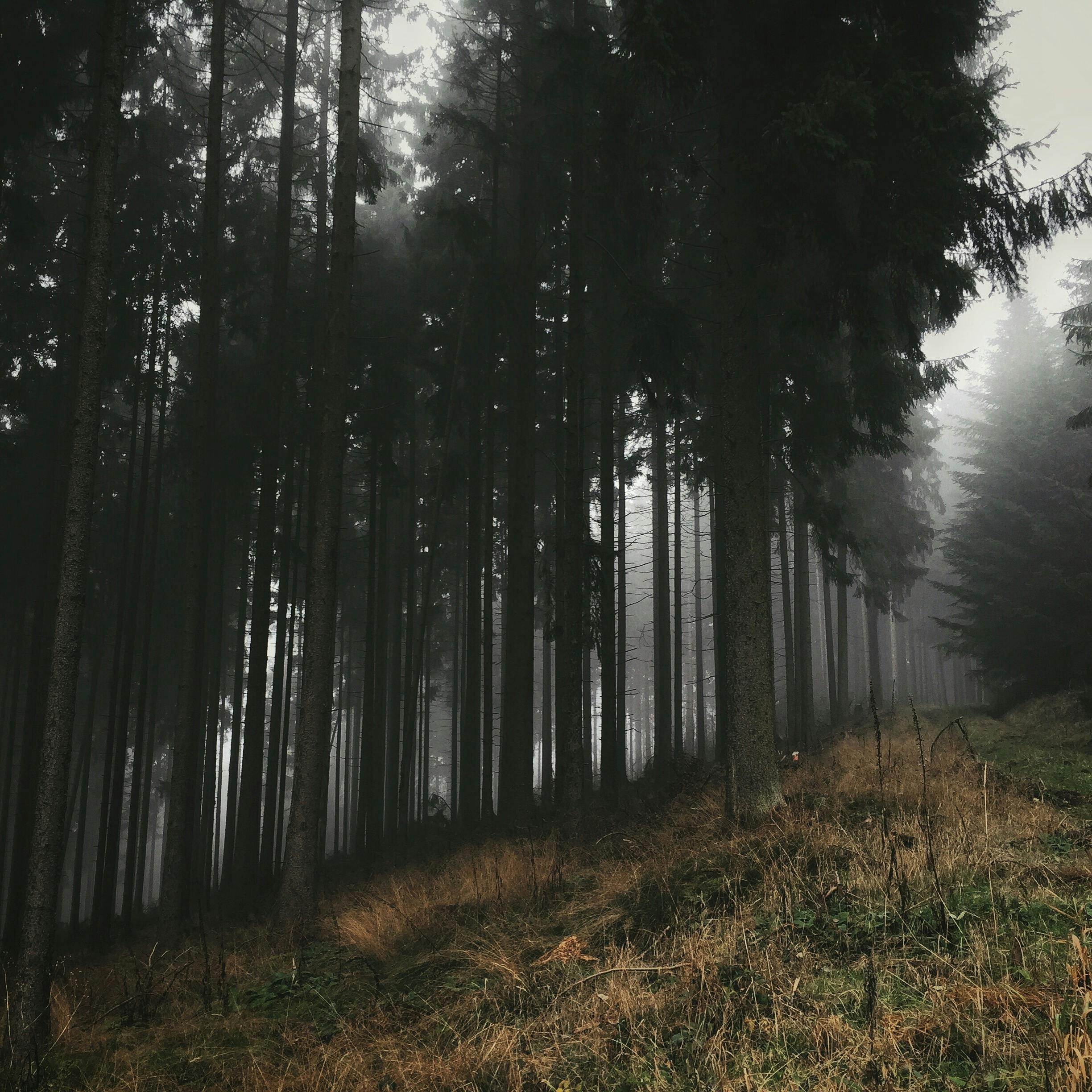 Foggy Woods · Free Stock Photo