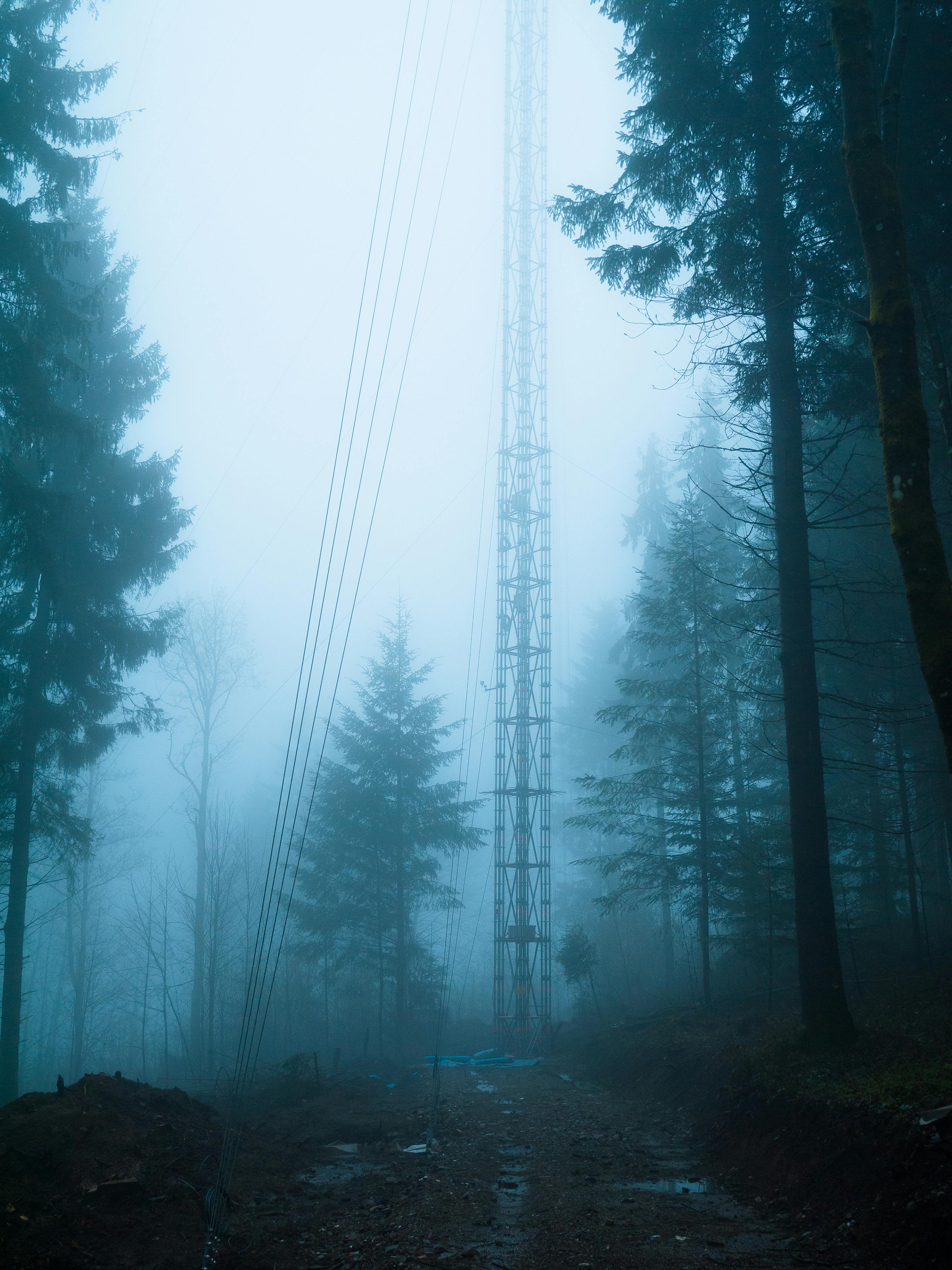 View of a Tower in a Forest in Fog · Free Stock Photo