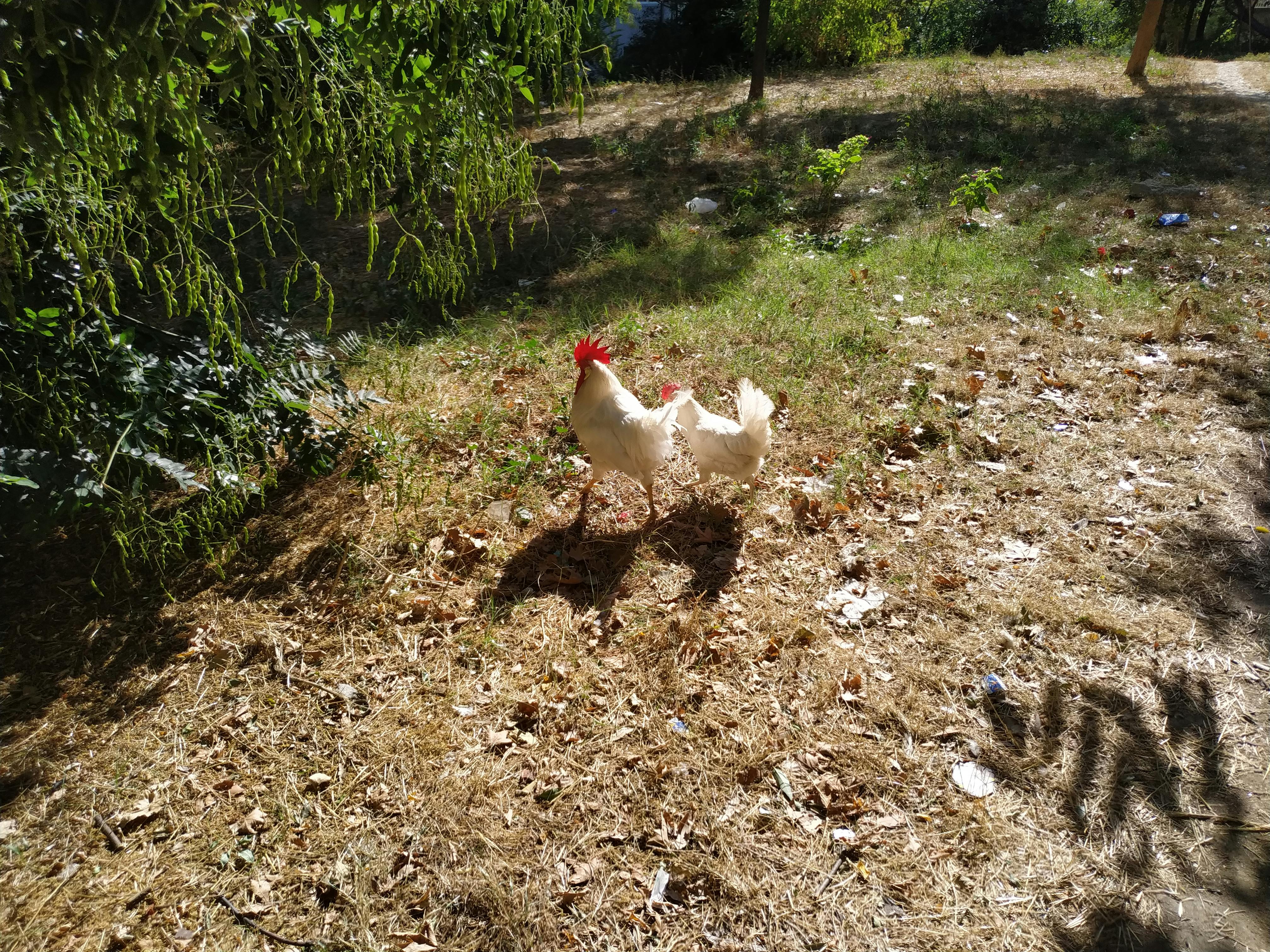 Silver Leaf Yerba Mate - Premium Mate Products