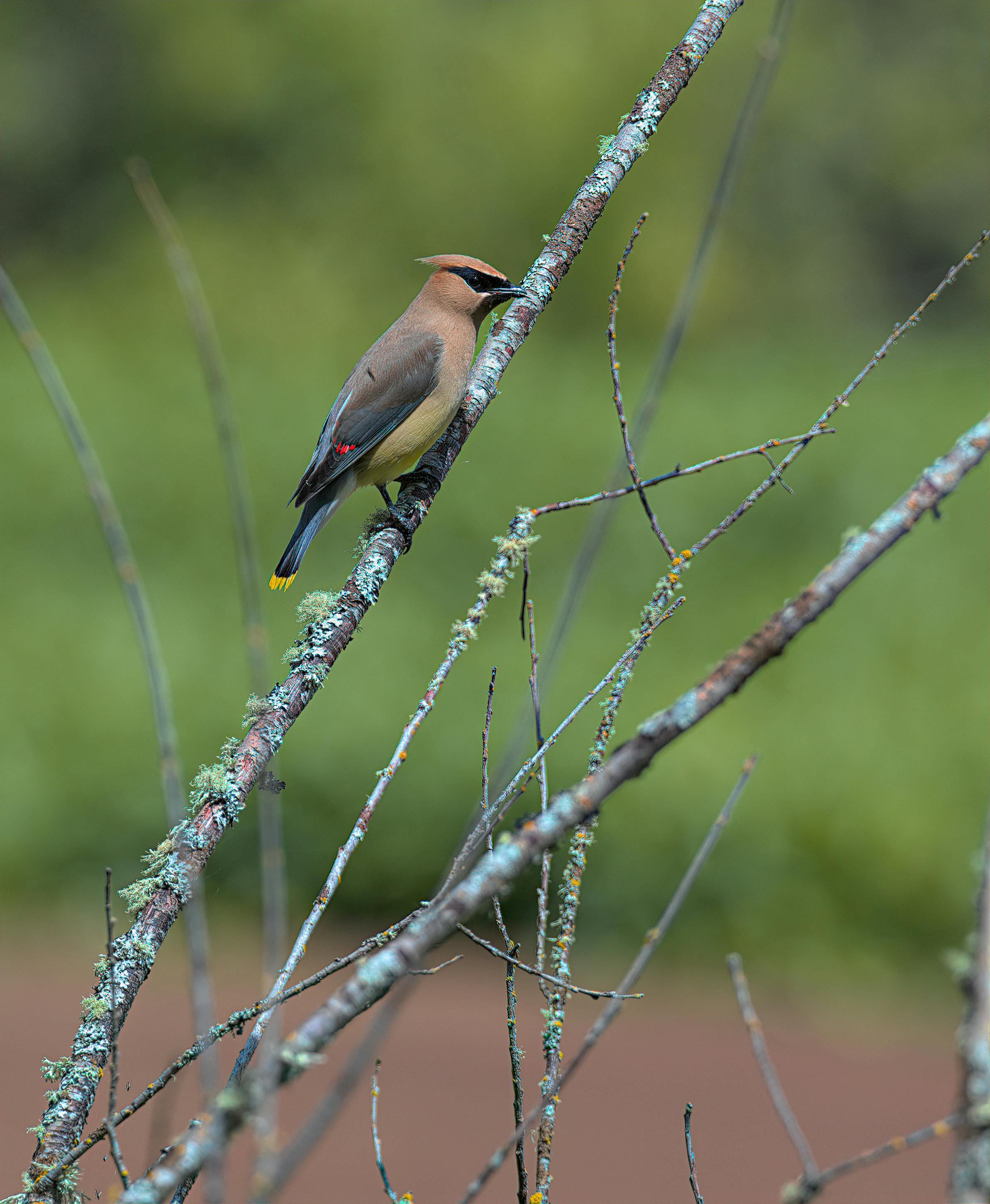 A Bird Perched on a Tree Branch · Free Stock Photo