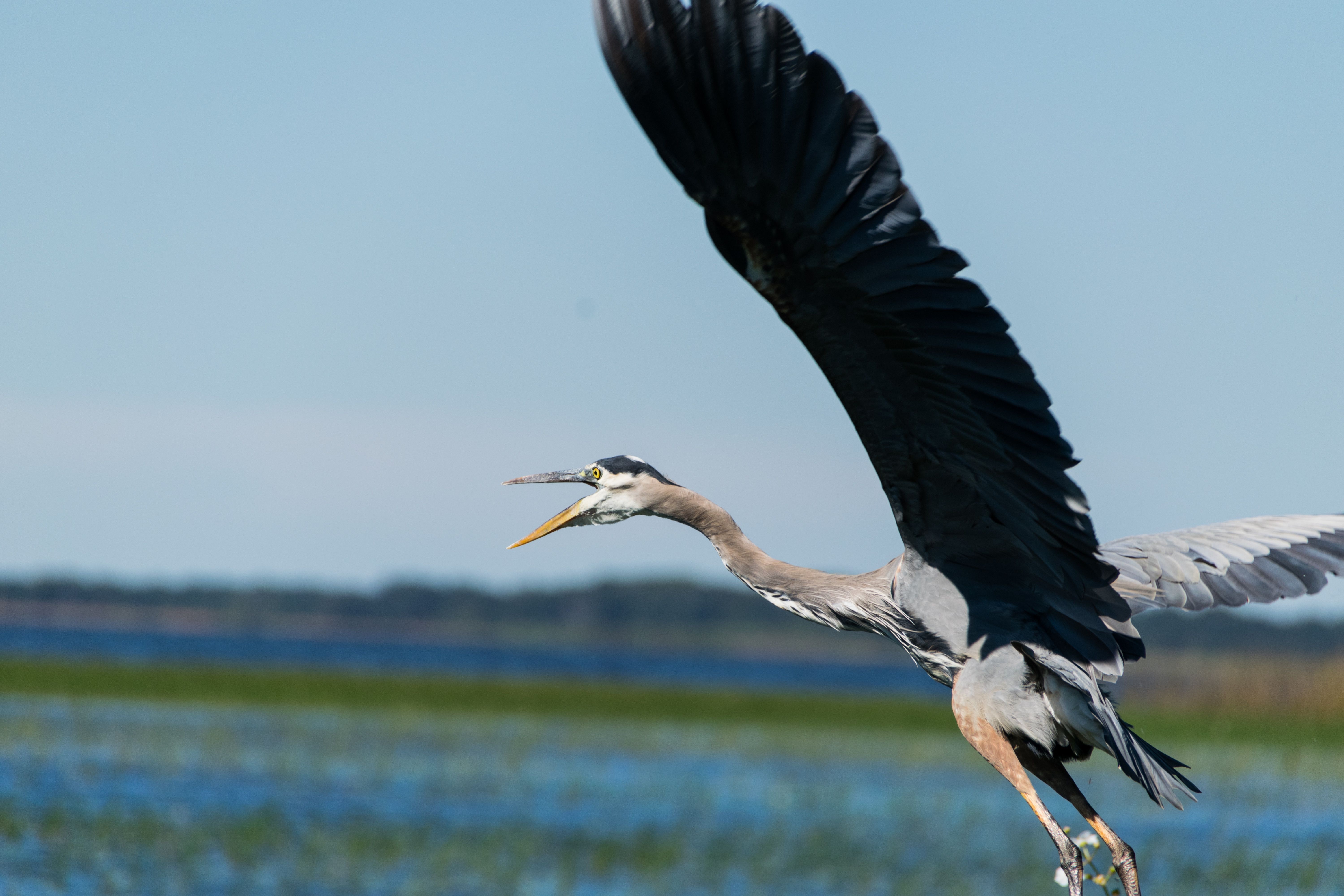 Photo gratuite de ailes, animal, faune
