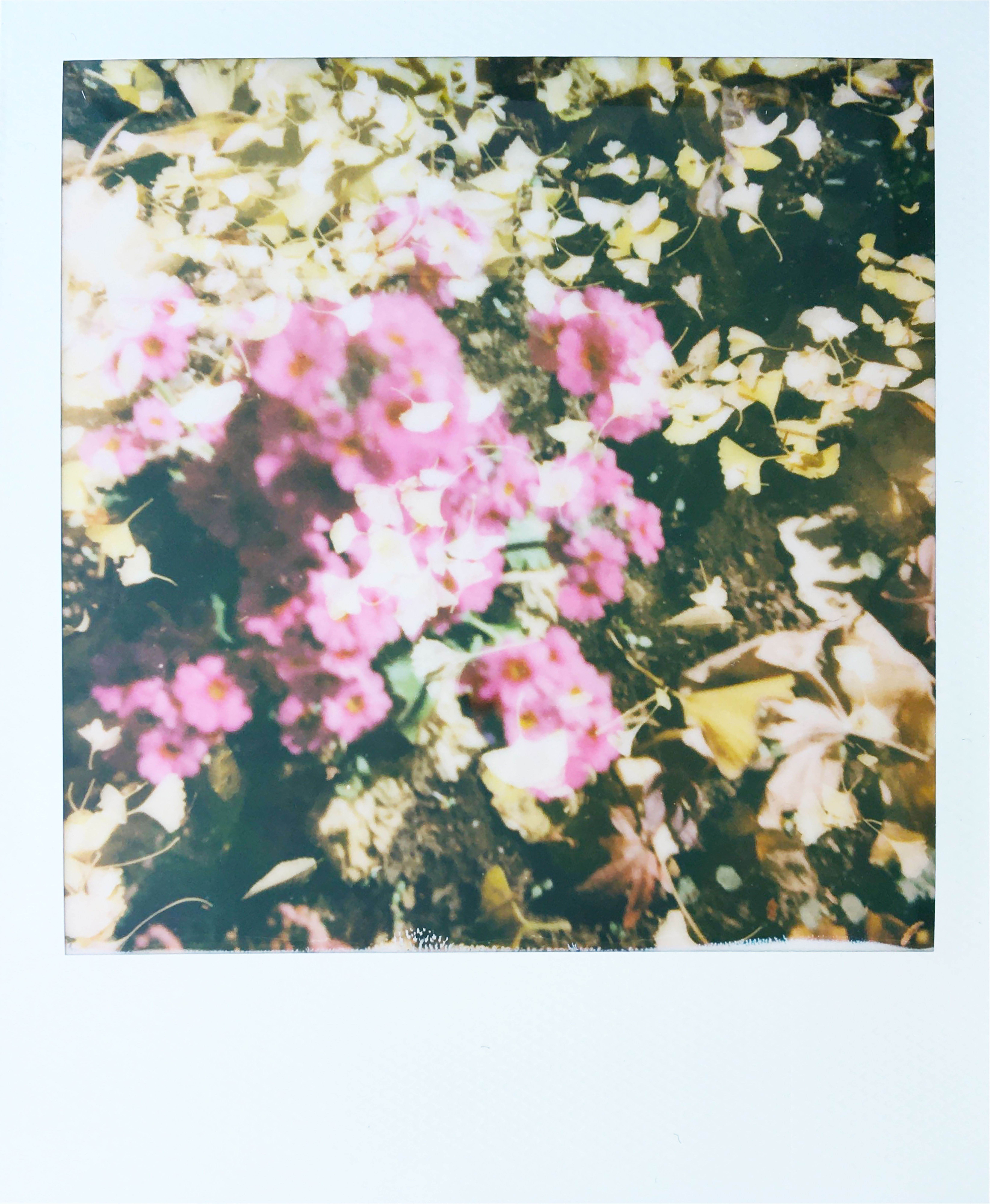Polaroid Photo of Cherry Blossoms · Free Stock Photo