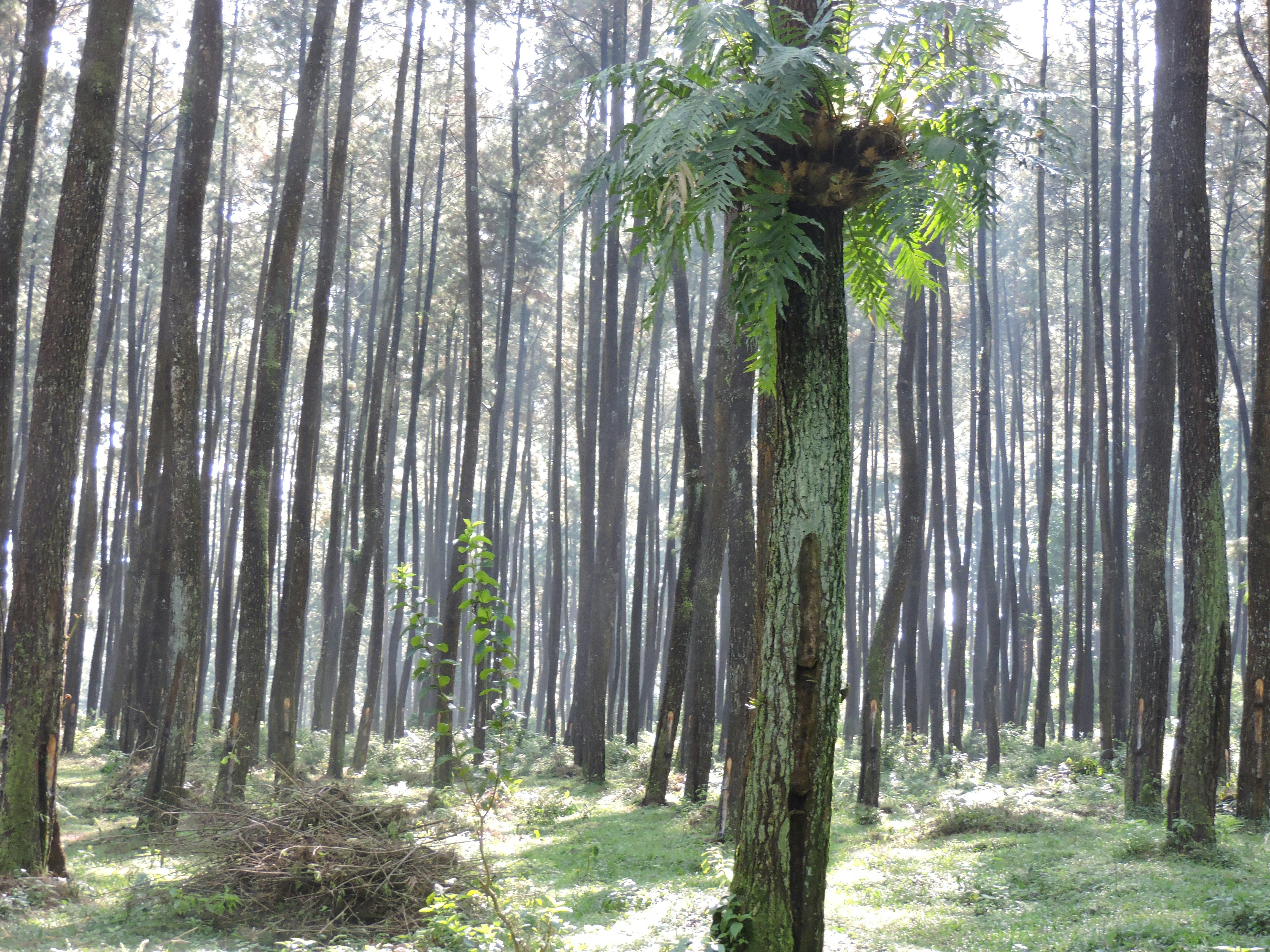 Free stock photo of forest, indonesia, tree