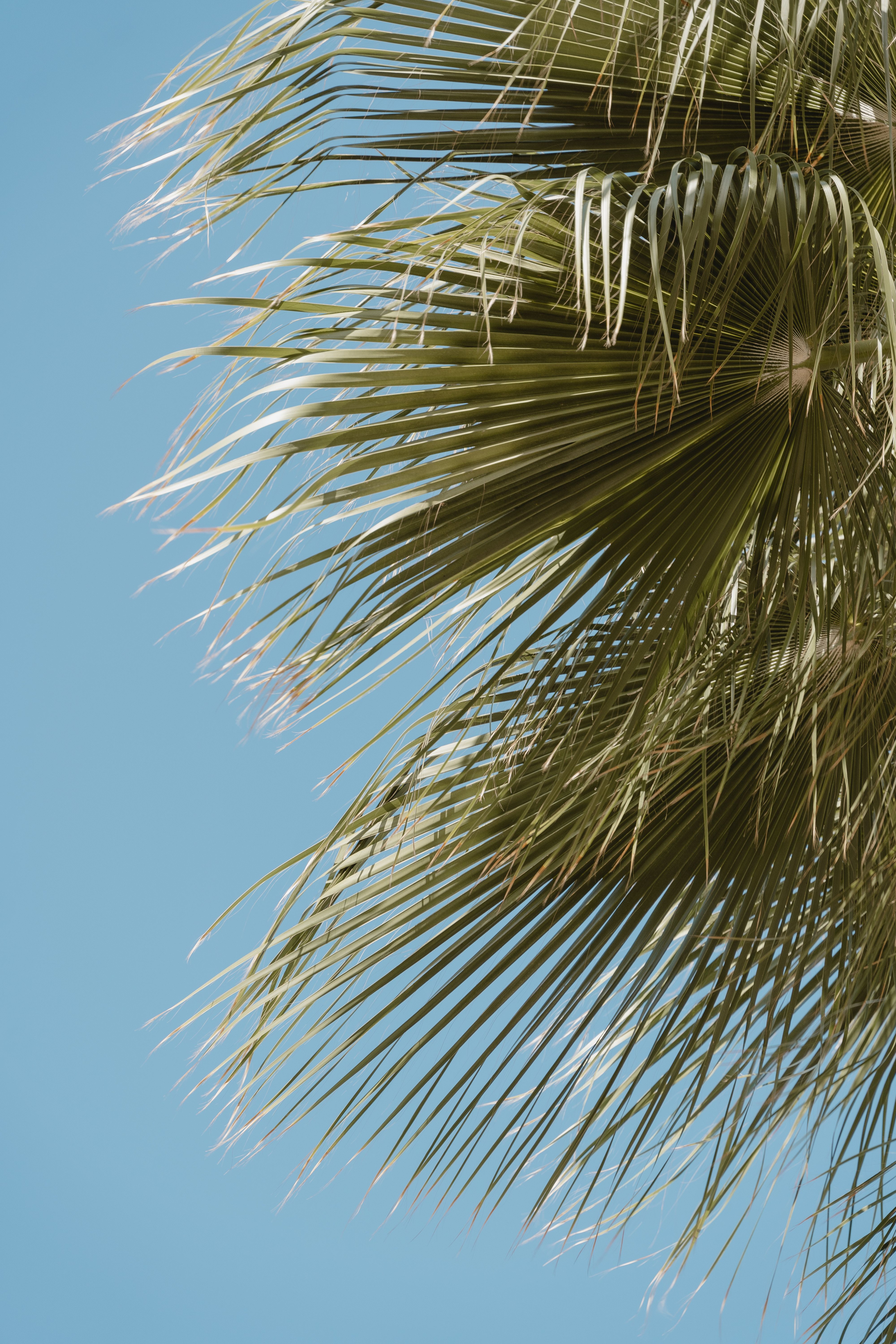 Close-Up Shot of Palm Leaves · Free Stock Photo