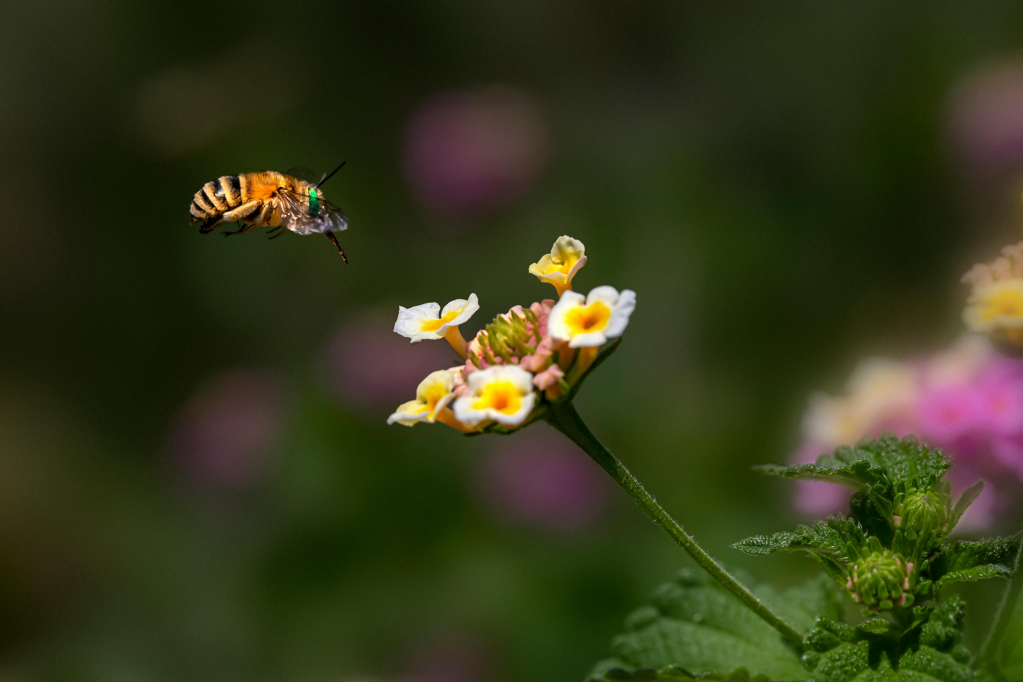 Bee Flying above Flowers · Free Stock Photo