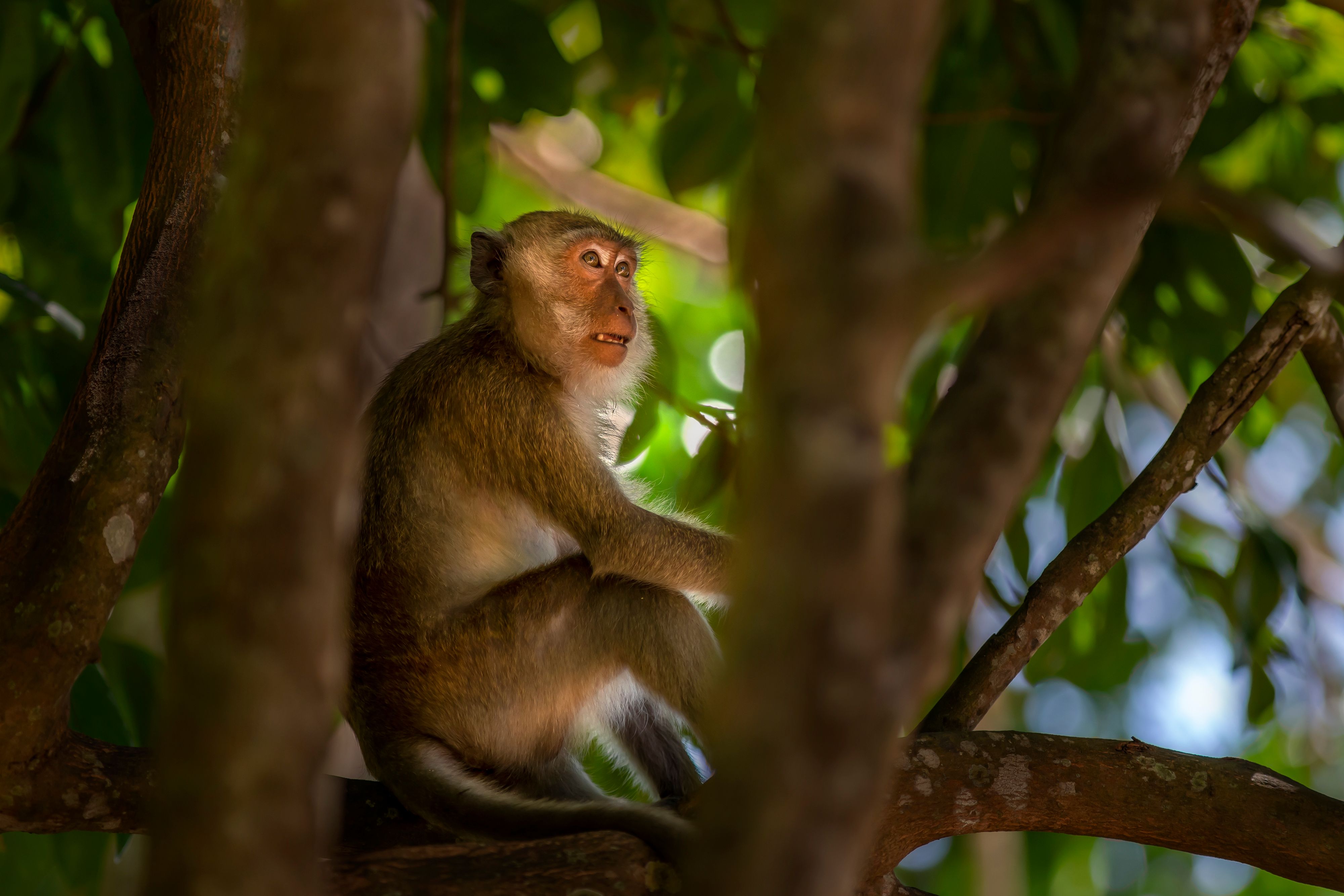 Brown Monkey Sitting while Eating · Free Stock Photo