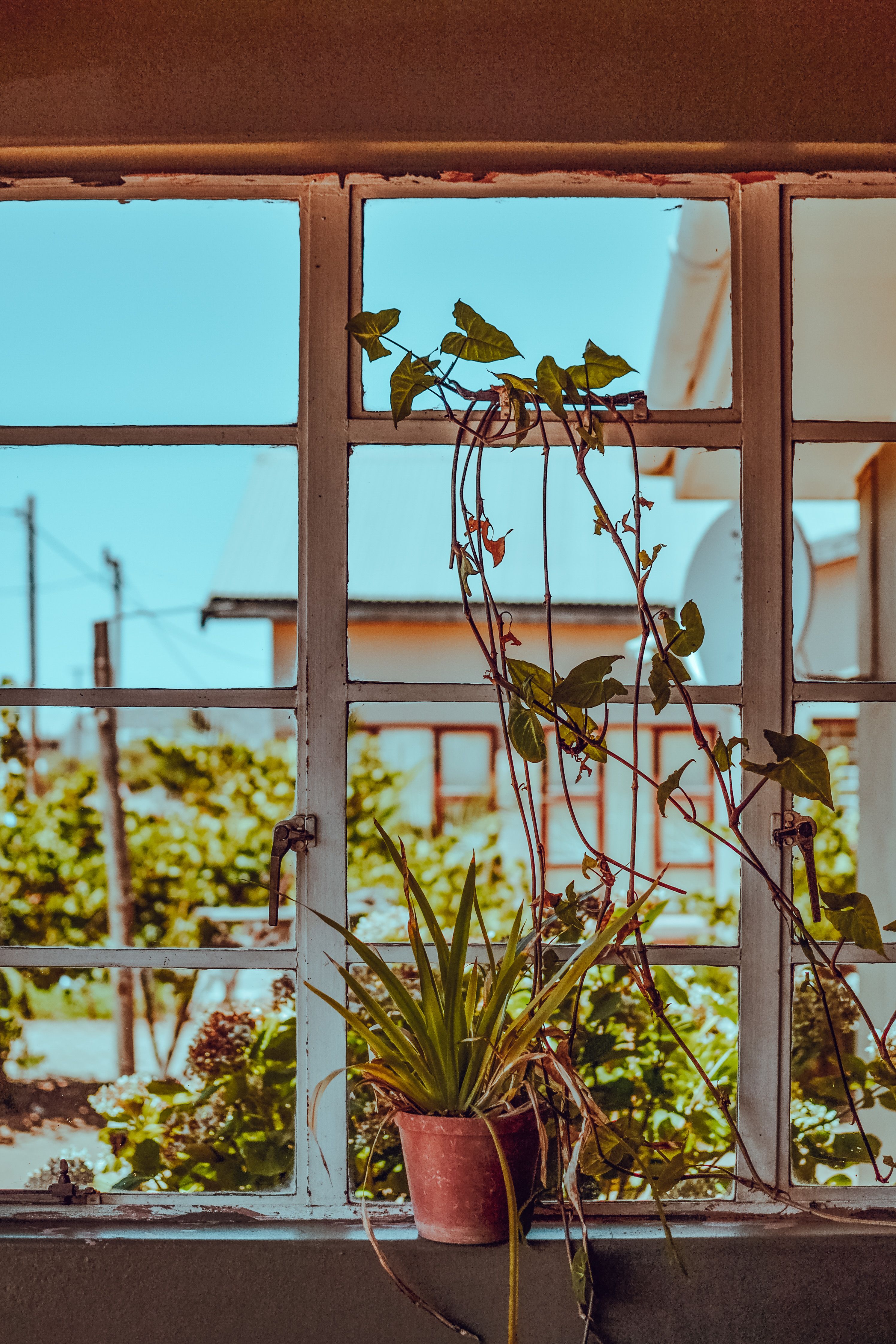 Green Leaf Plant Near Window Pane · Free Stock Photo