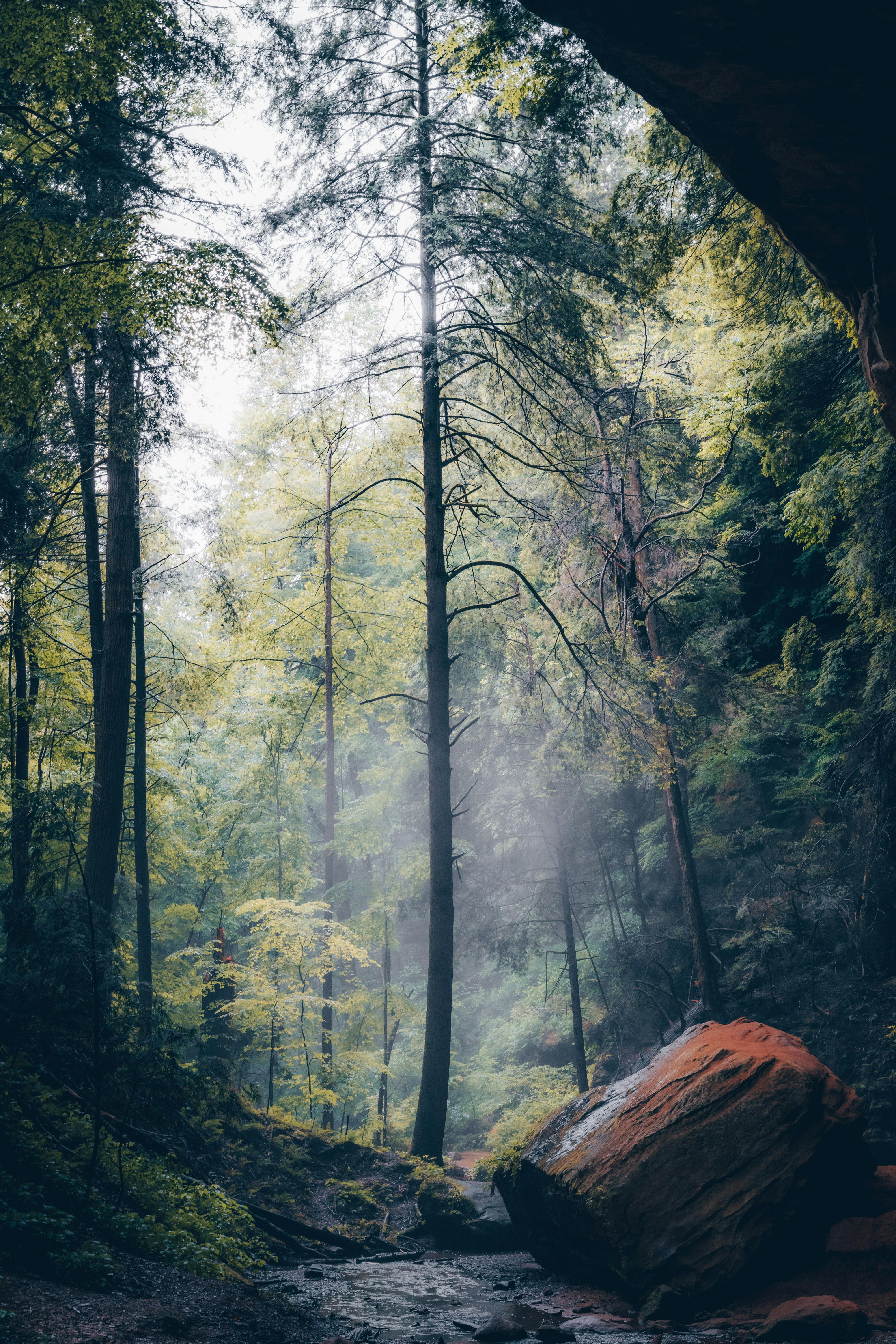 Big Stone in Forest · Free Stock Photo