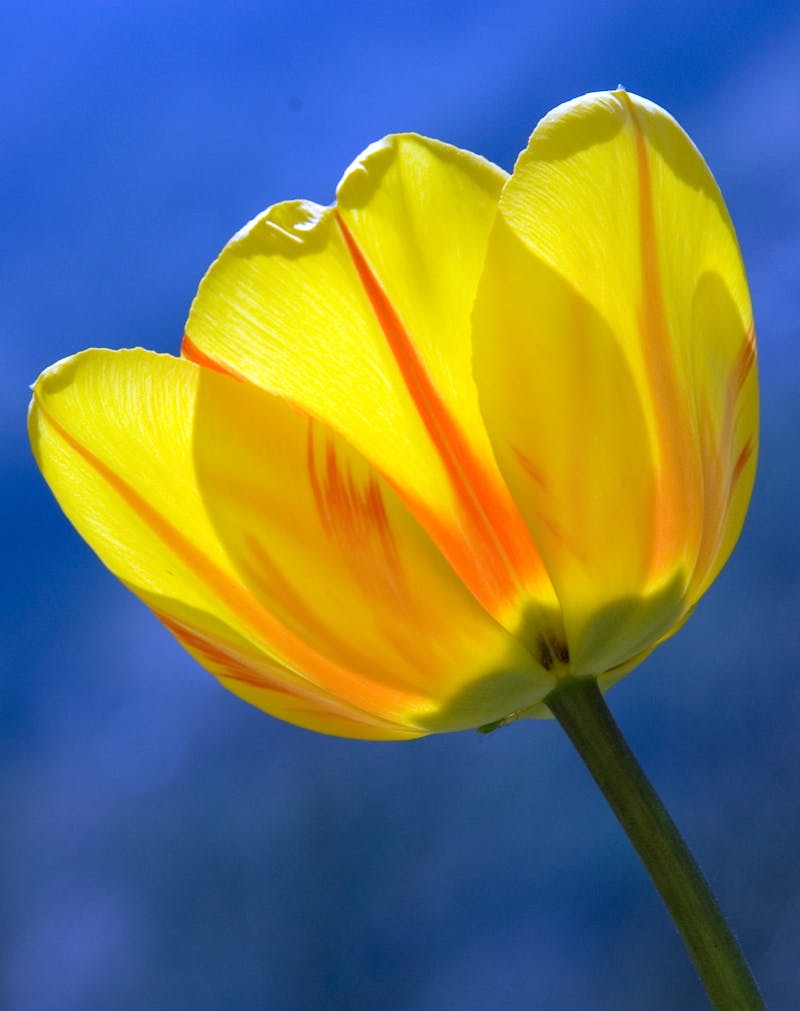 Tulip Flower Photos, Download The BEST Free Tulip Flower Stock Photos ...